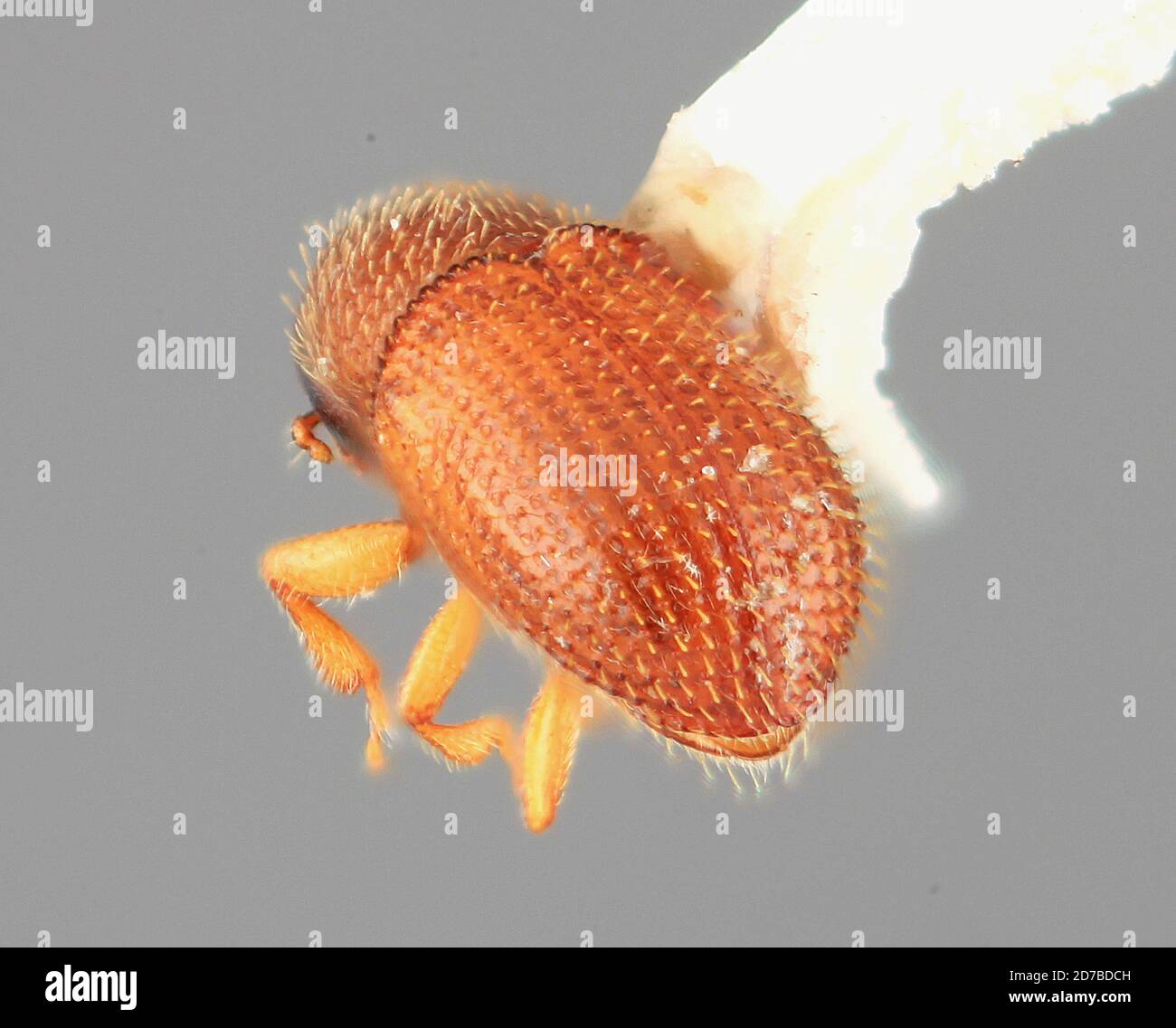 Pinned, Fort Clayton, Canal Zone, Panama, Phloeotribus simplex Wood ...