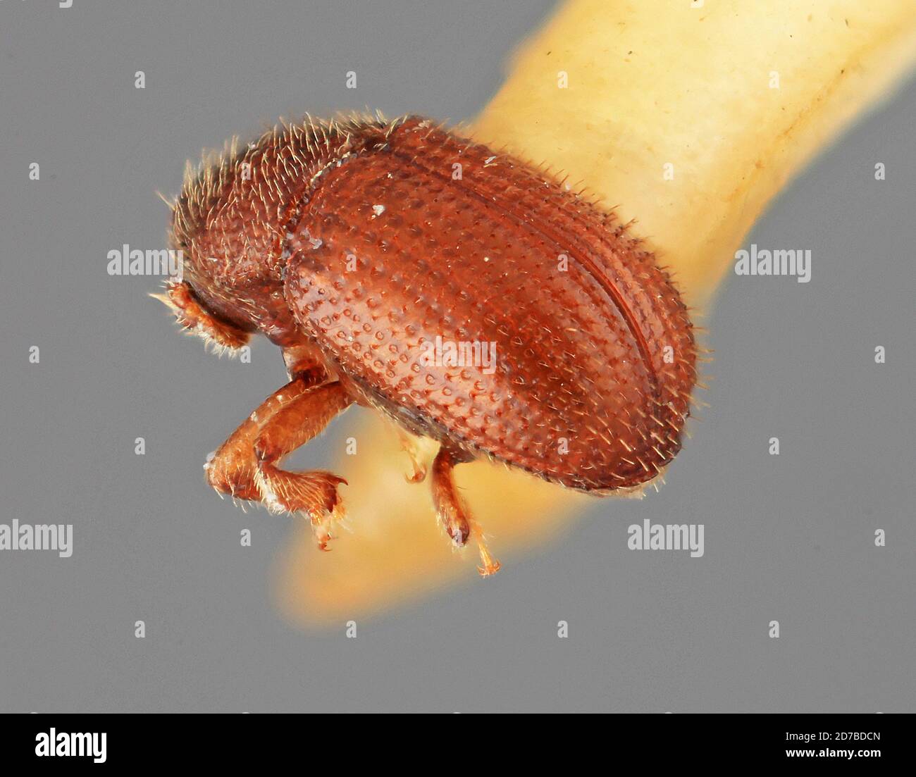 Pinned, Colombia Bago 1700m, Bugo, Colombia, Phloeotribus ingae Wood ...