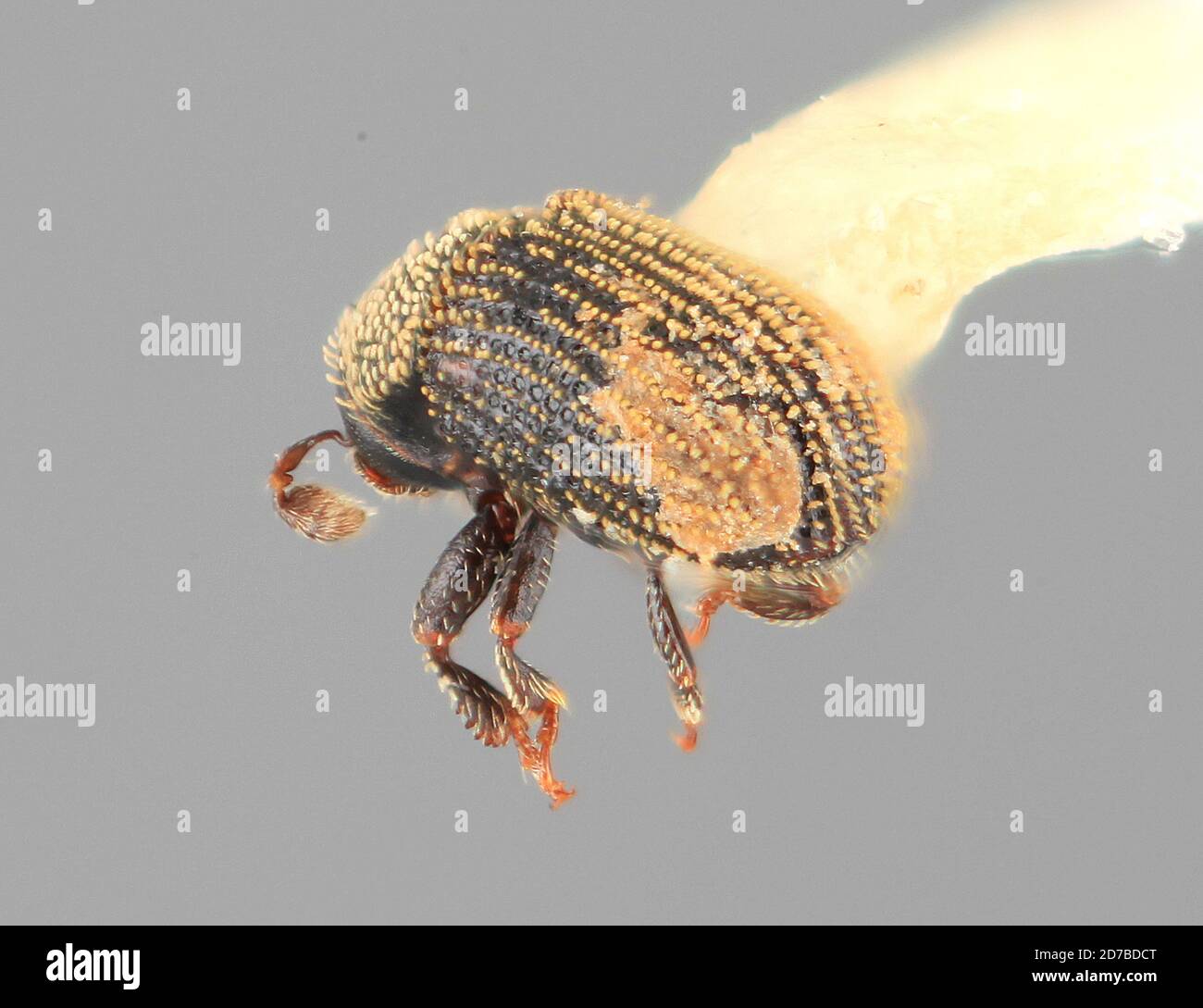 Pinned, Tapanti, Cartago, Costa Rica, Phloeotribus squamatus Wood, 1969 ...