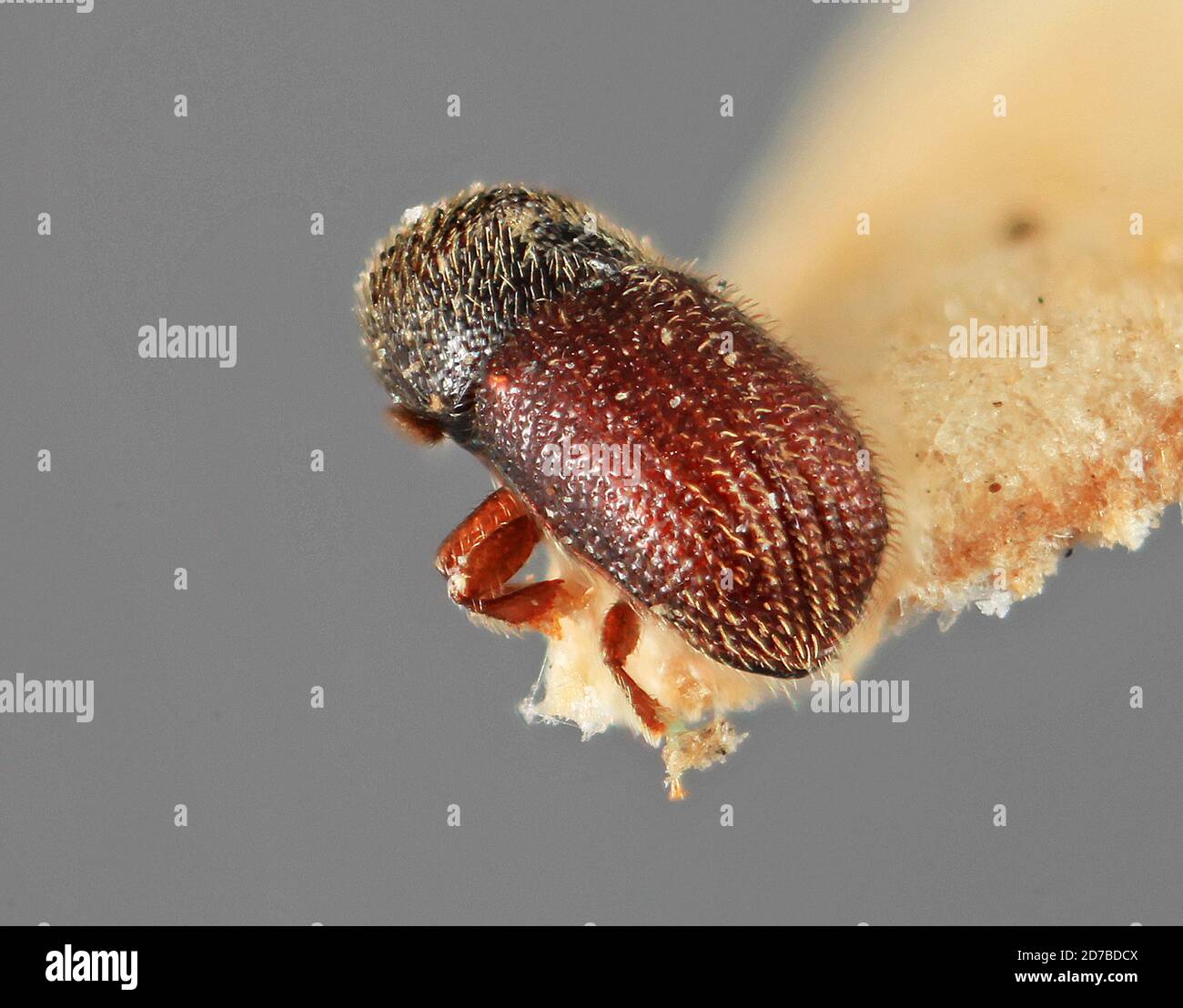 Scolytogenes indicus wood hi-res stock photography and images - Alamy