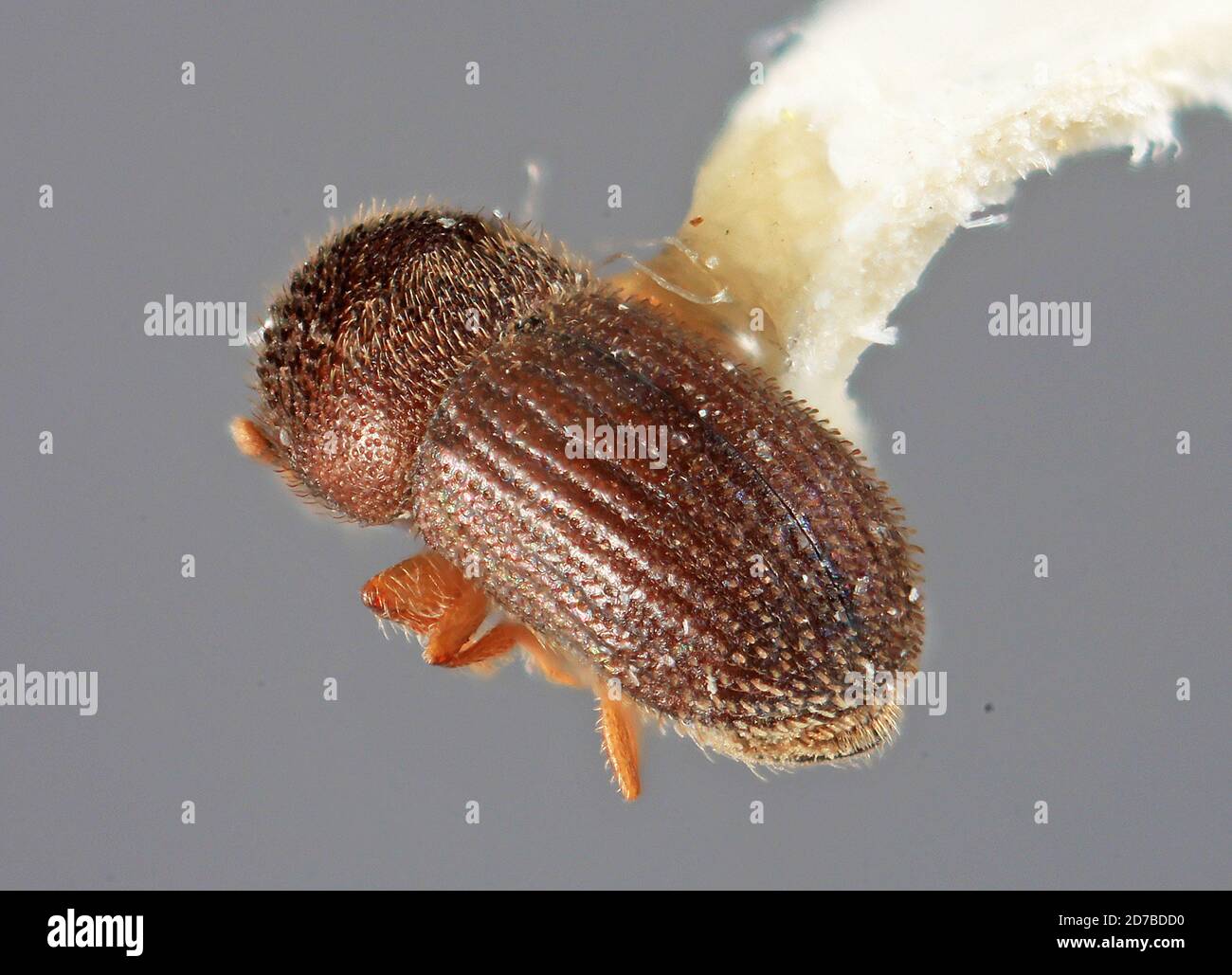 Pinned, Pandora, Limon, Costa Rica, Hypothenemus dolosus Wood, 1974 ...