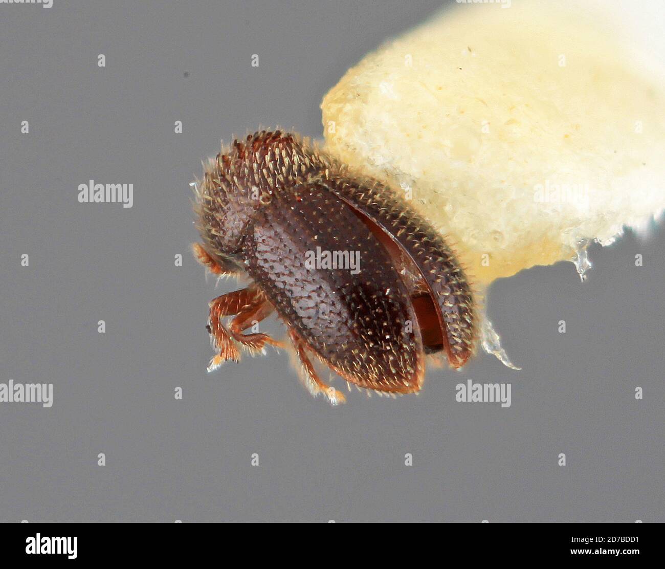 Pinned, Ocosingo Valley, Chiapas, Mexico, Hypothenemus vesculus Wood ...