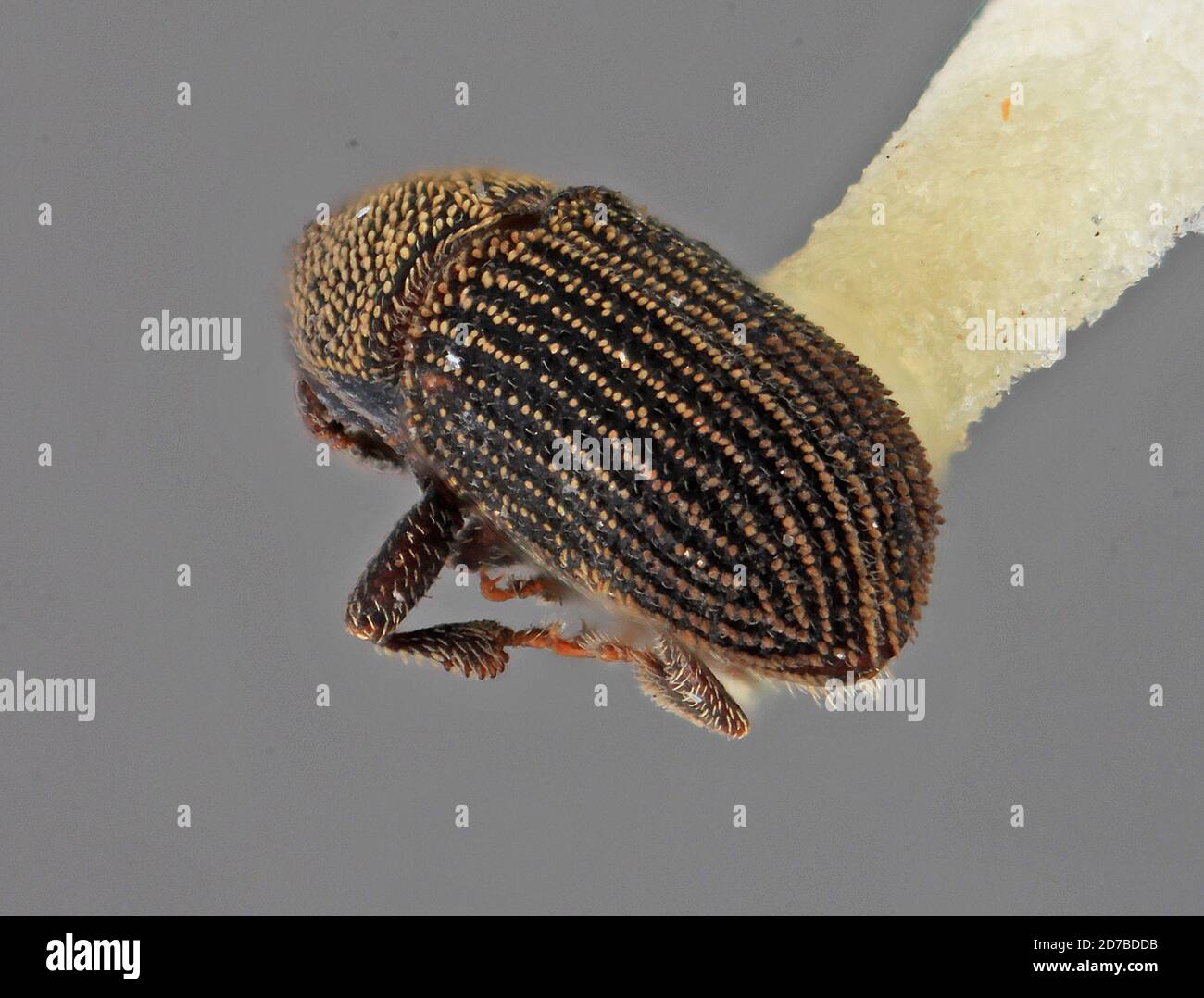 Phloeotribus squamiger wood hi-res stock photography and images - Alamy