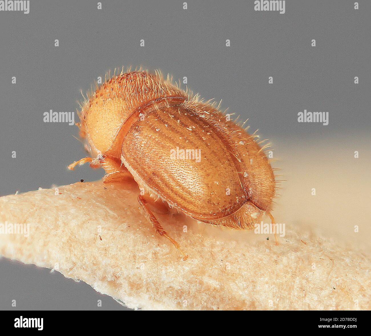 Pinned, Margherita Factory, Lakhimpur, Assam, Cryphalus dipterocarpi ...