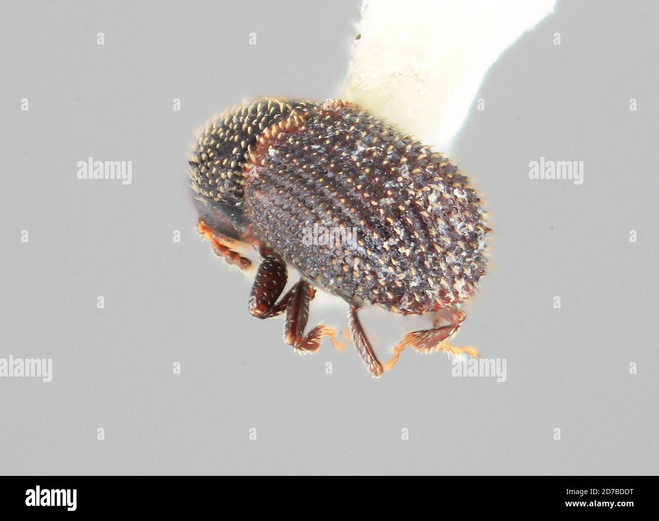 Pinned, 5 km W. of El Pino, Zulia, Venezuela, Phloeotribus vesculus ...