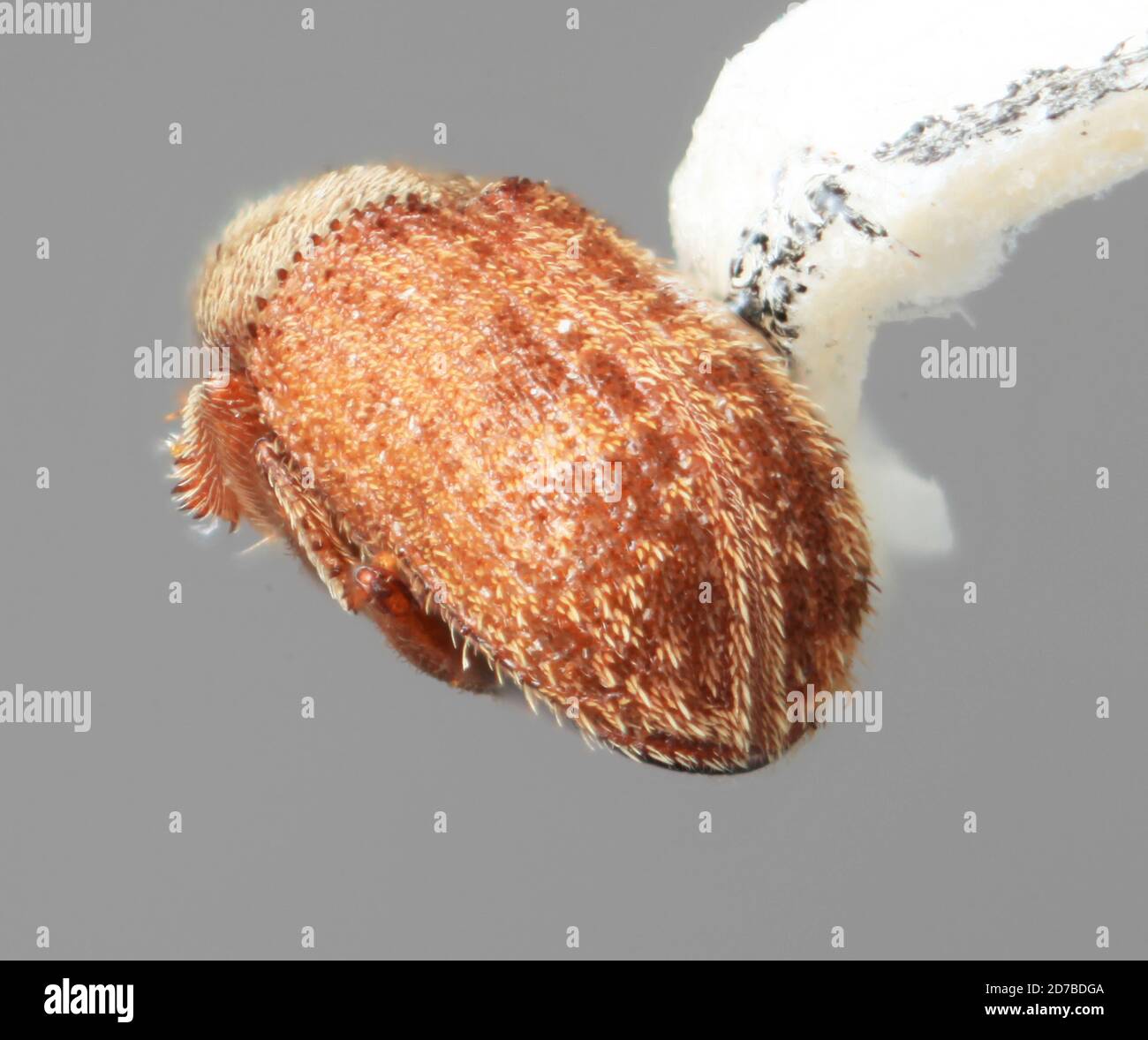 Pinned, (Asian Characters) - 1972-VIII-5, Jiangxian, Shanxi, China ...