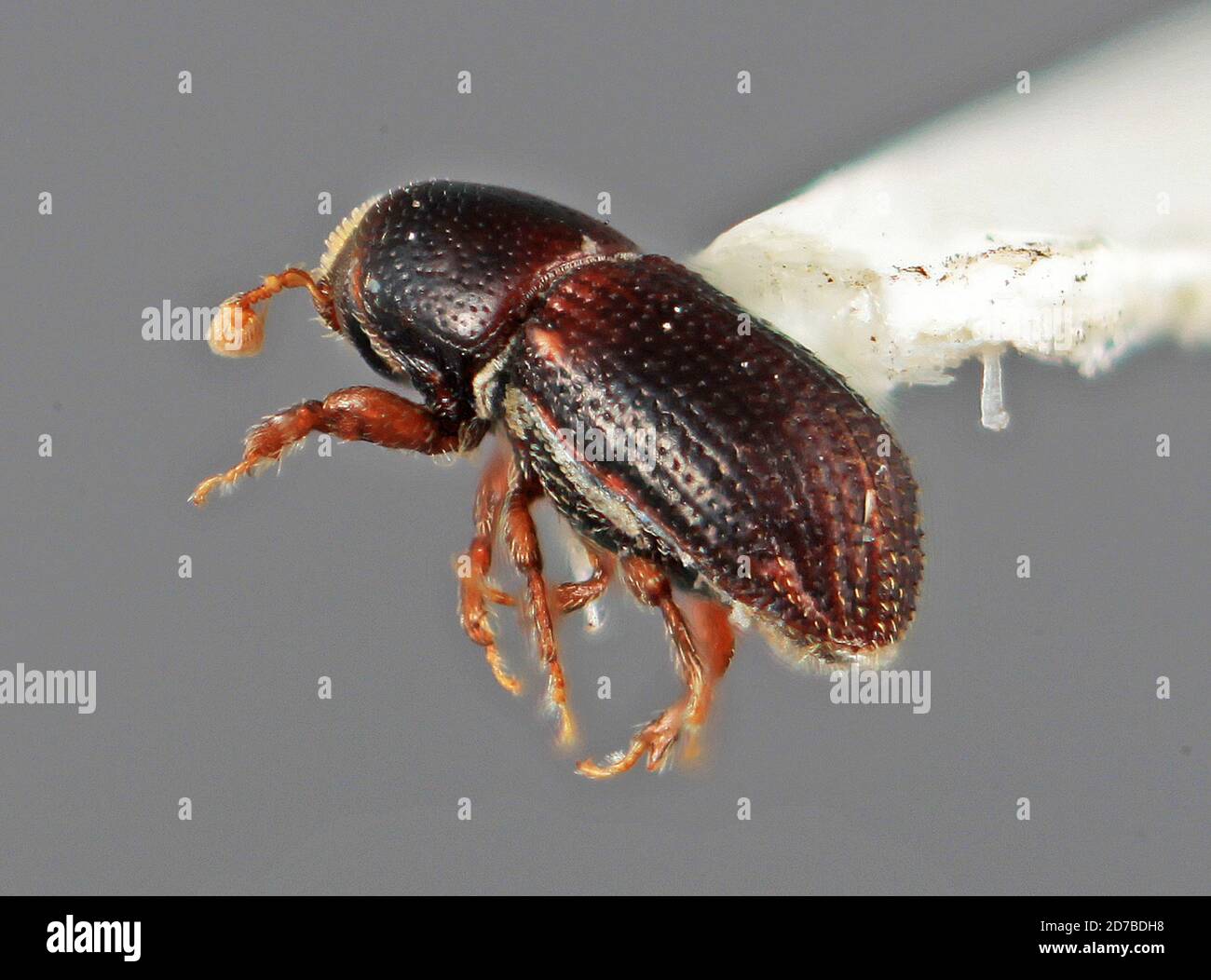 1969 animalia hi-res stock photography and images - Alamy