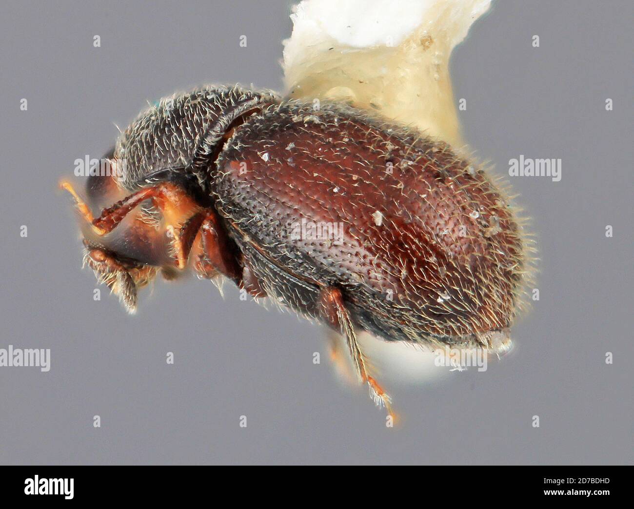 Pinned, Volcan Irazu, Cart. IX-26-1963 7000ft. S.L. Wood, Cartago ...