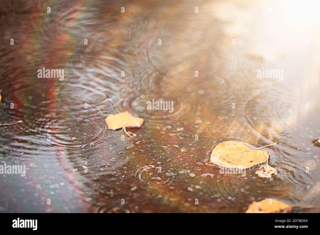 Autumn rain in the park Stock Photo - Alamy