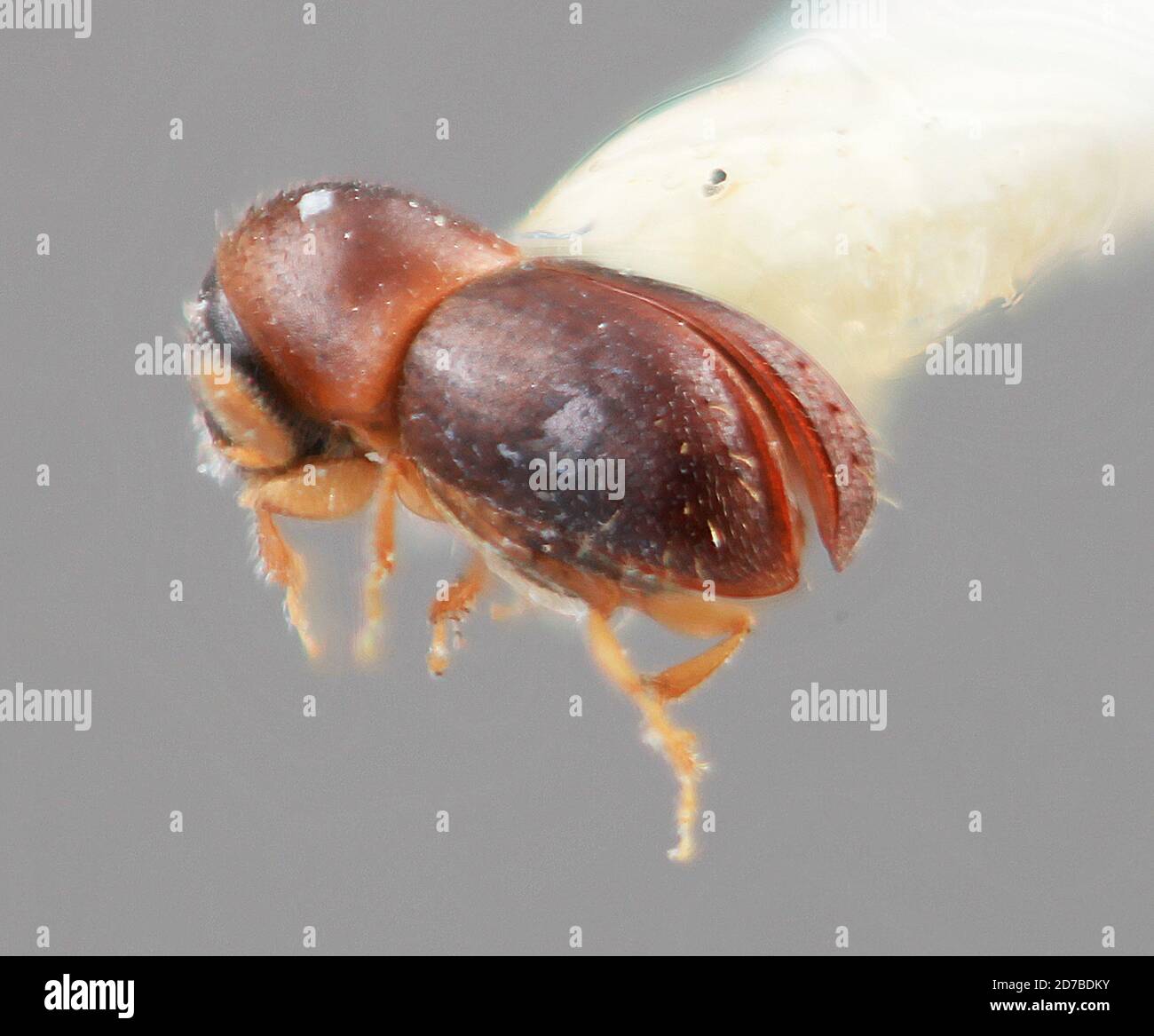 1963 animalia hi-res stock photography and images - Alamy