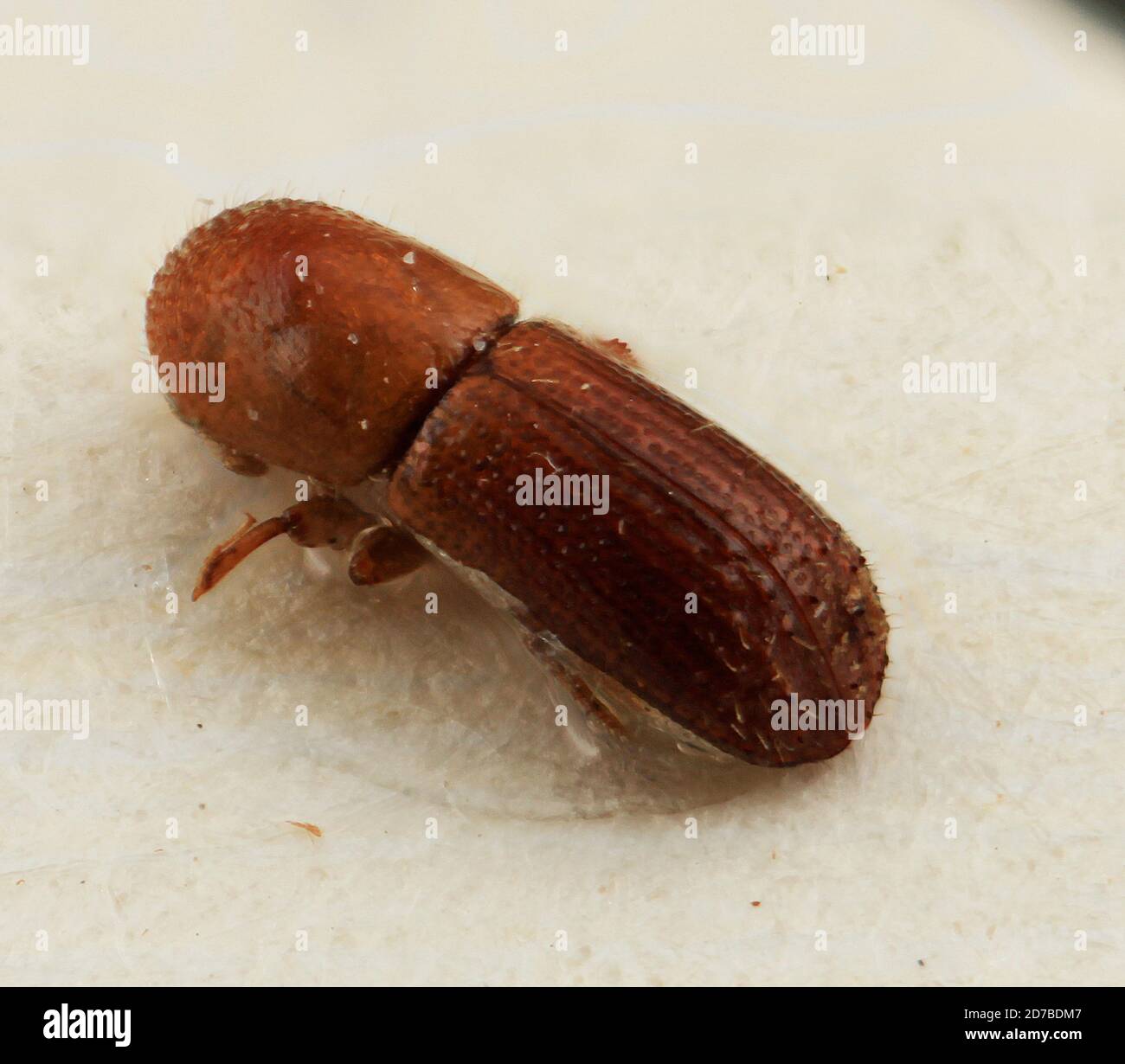 Xyleborus volutus wood hi-res stock photography and images - Alamy