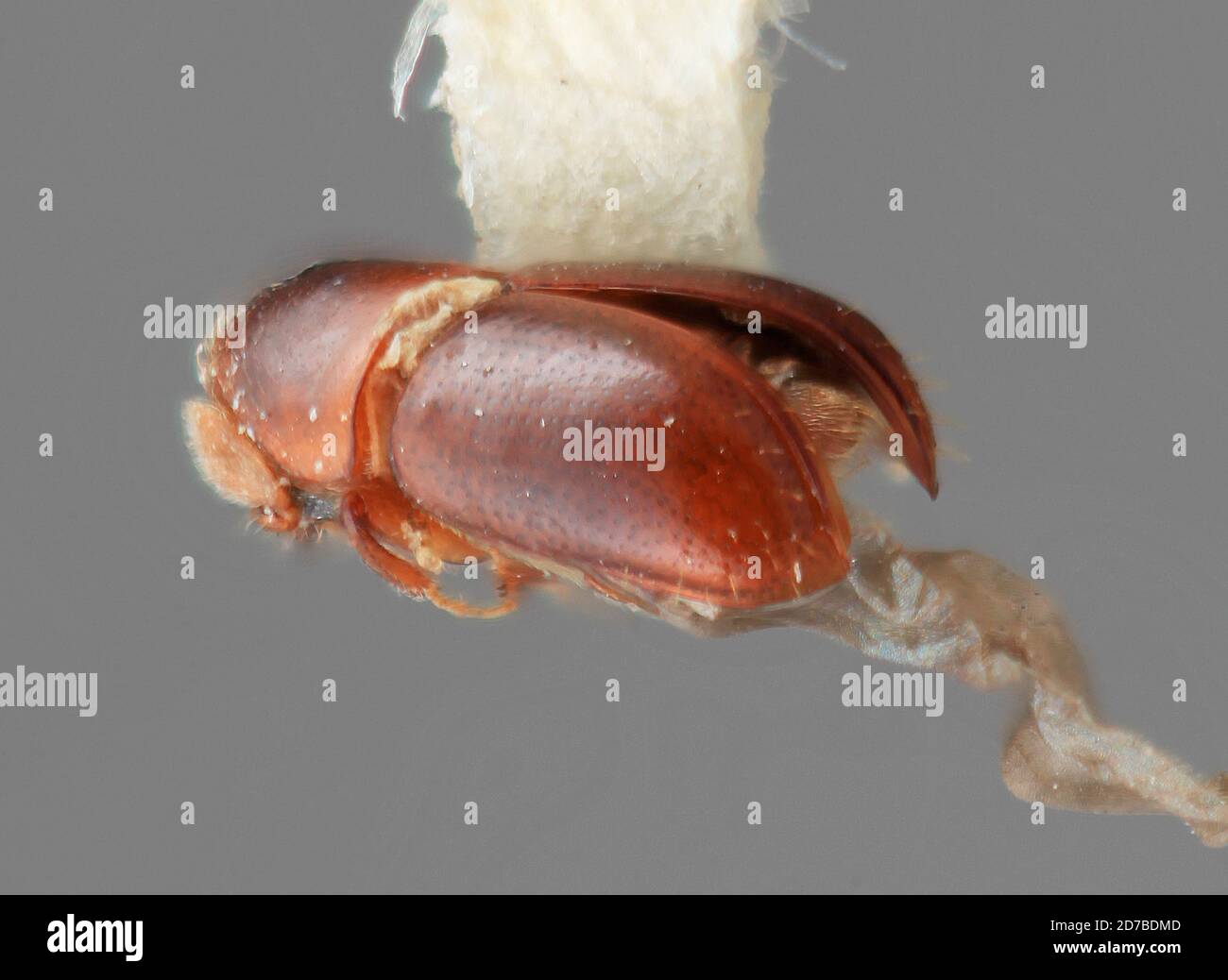 Ramas de cafe hi-res stock photography and images - Alamy