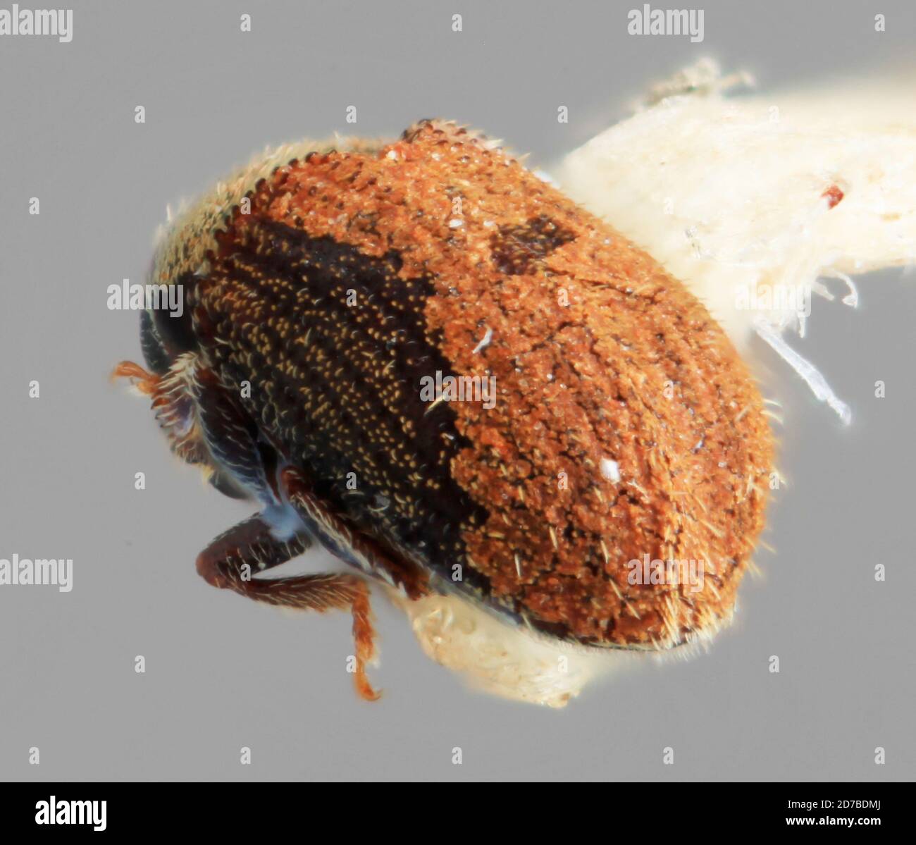 Pinned, (Asian Characters) - 1973-VI-18, Lijiang, Yunnan, China ...