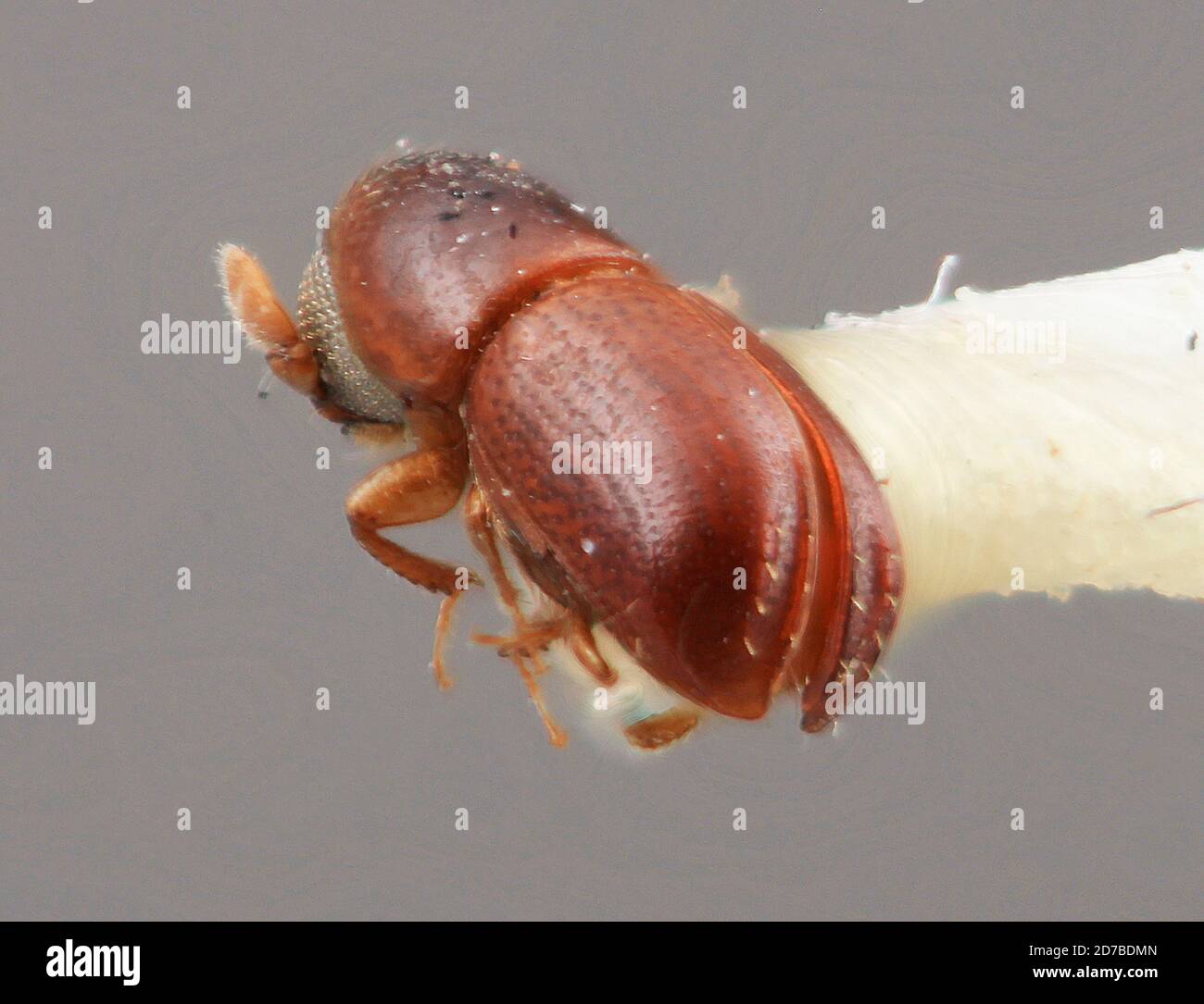 Pinned, La Ceiba, June 1 1949 E.C. Becker - lite, Atlantida, Honduras ...