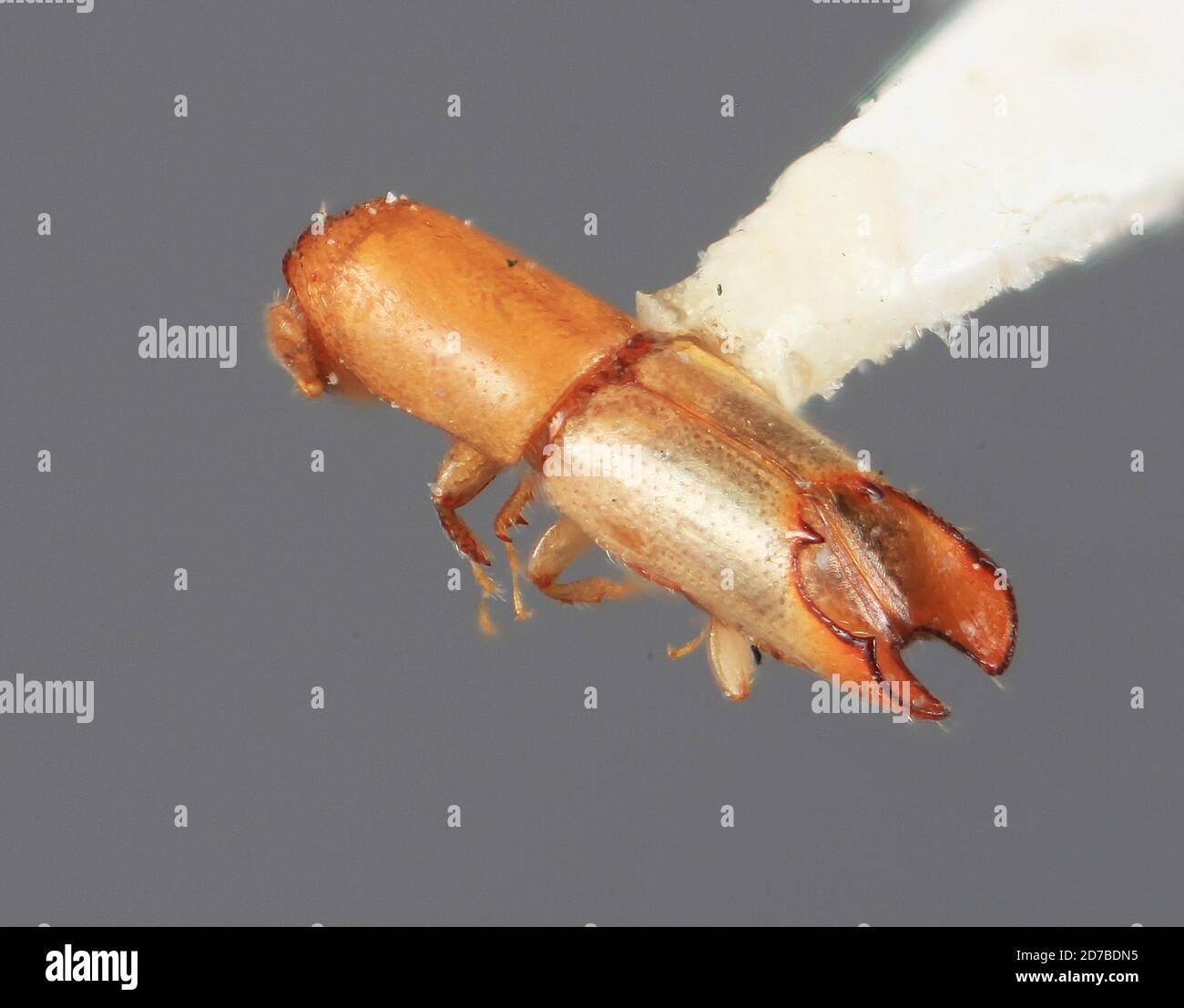 Pinned, Rincon, Osa Pen. Costa Rica 100ft VIII-11-1966 S.L.W ...