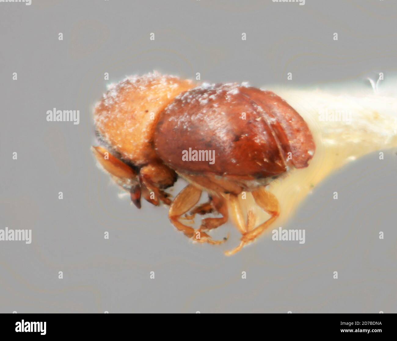 Pinned, Madden For. 200ft. I-2-1964 S.L.W., Canal Zone, Panama ...