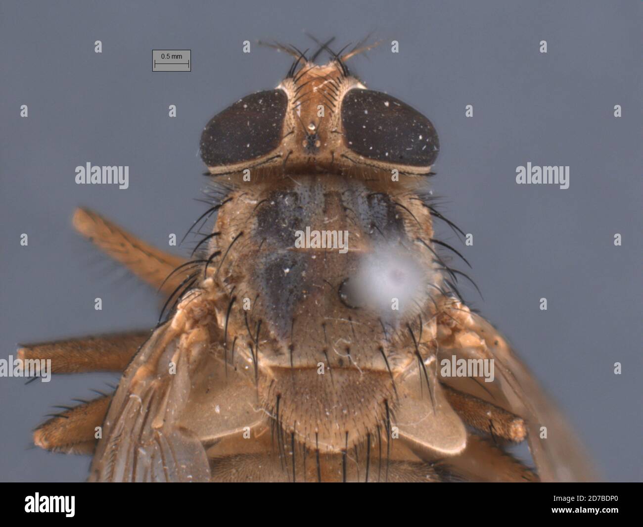 South kivu hi-res stock photography and images - Alamy