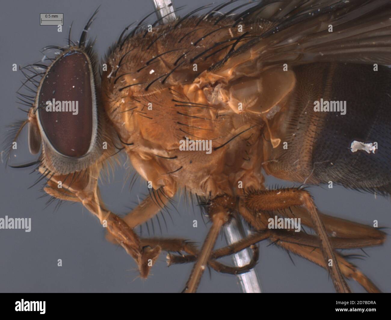 Malay Penins High Resolution Stock Photography and Images - Alamy