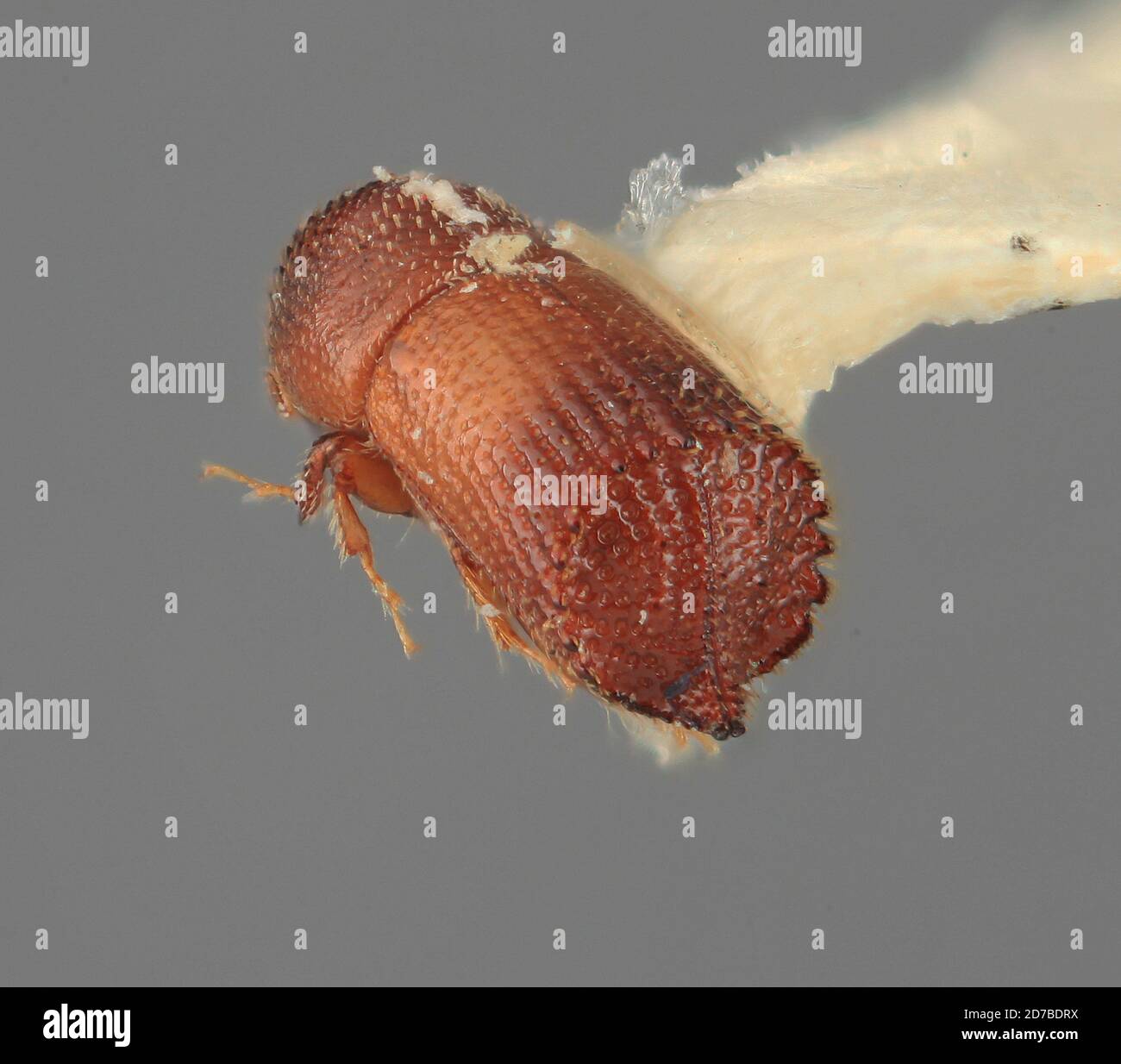 Pinned, Estacion de Biologia, Jalisco, Mexico, Hylocurus scitulus Wood ...