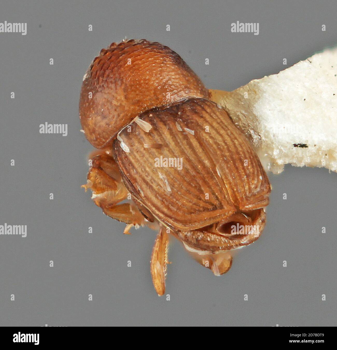 Pinned, E. ngatpand, 65m, Babelthuap I., Palau, Koror, Palau, Republic ...
