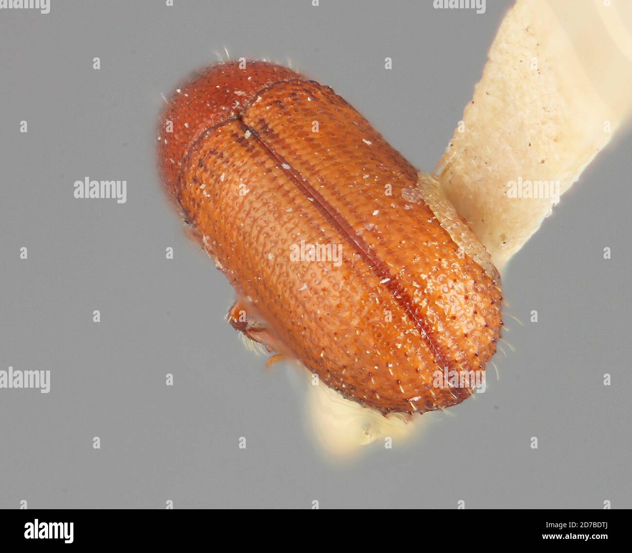 Pinned, Bolivia, S. Am., Boyuibe to Charagua via Cueva Ingri, Bolivia ...