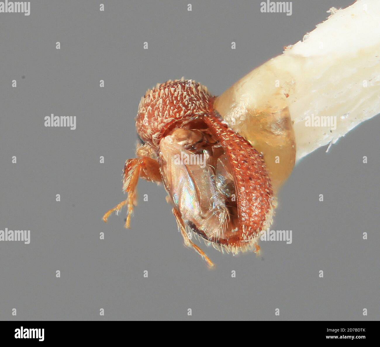 Pinned, El Coco, Guana 25ft Costa Rica X-18-1963 S.L.W., Guanacaste ...