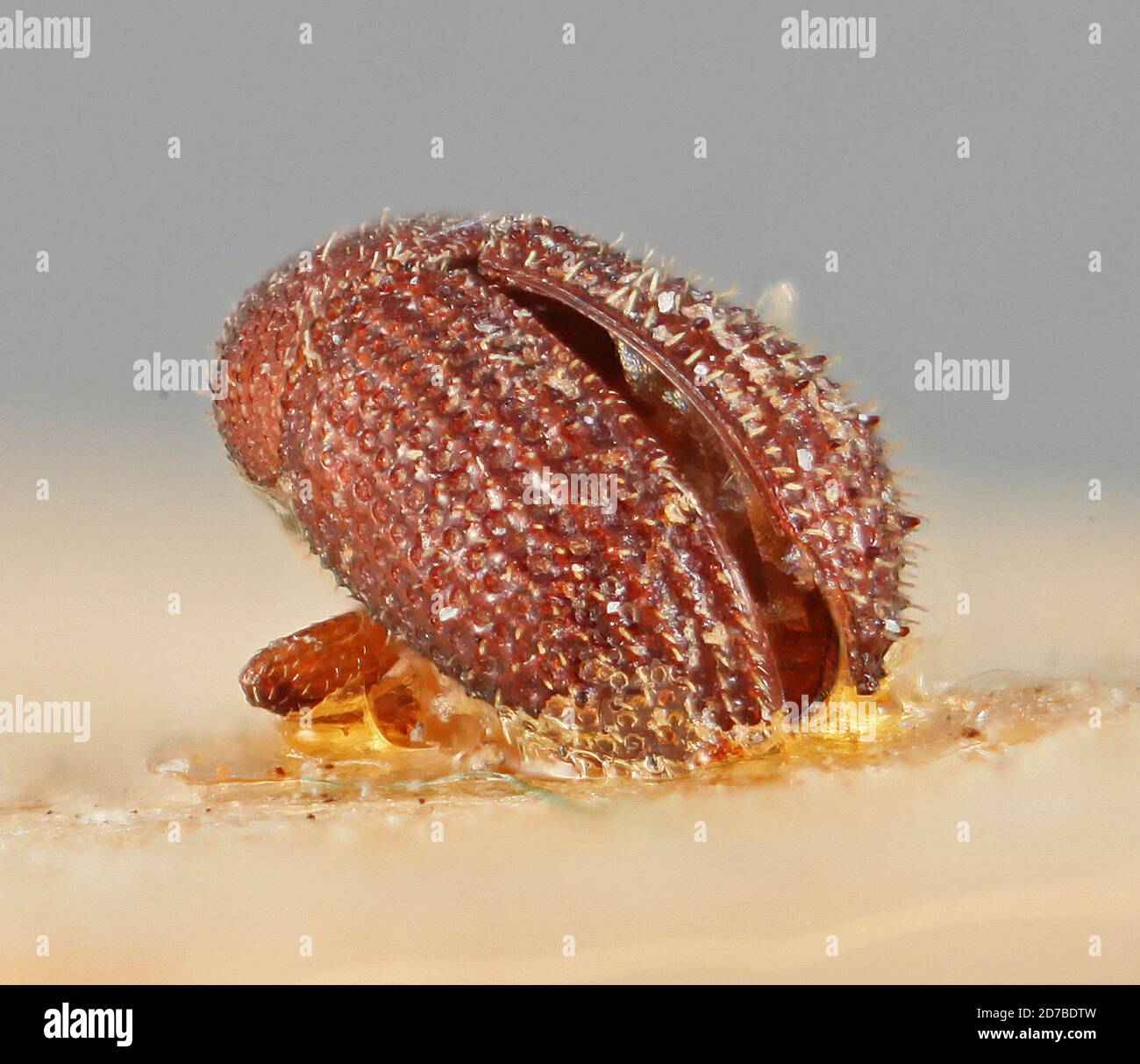 Phloeotribus insularis eggers hi-res stock photography and images - Alamy