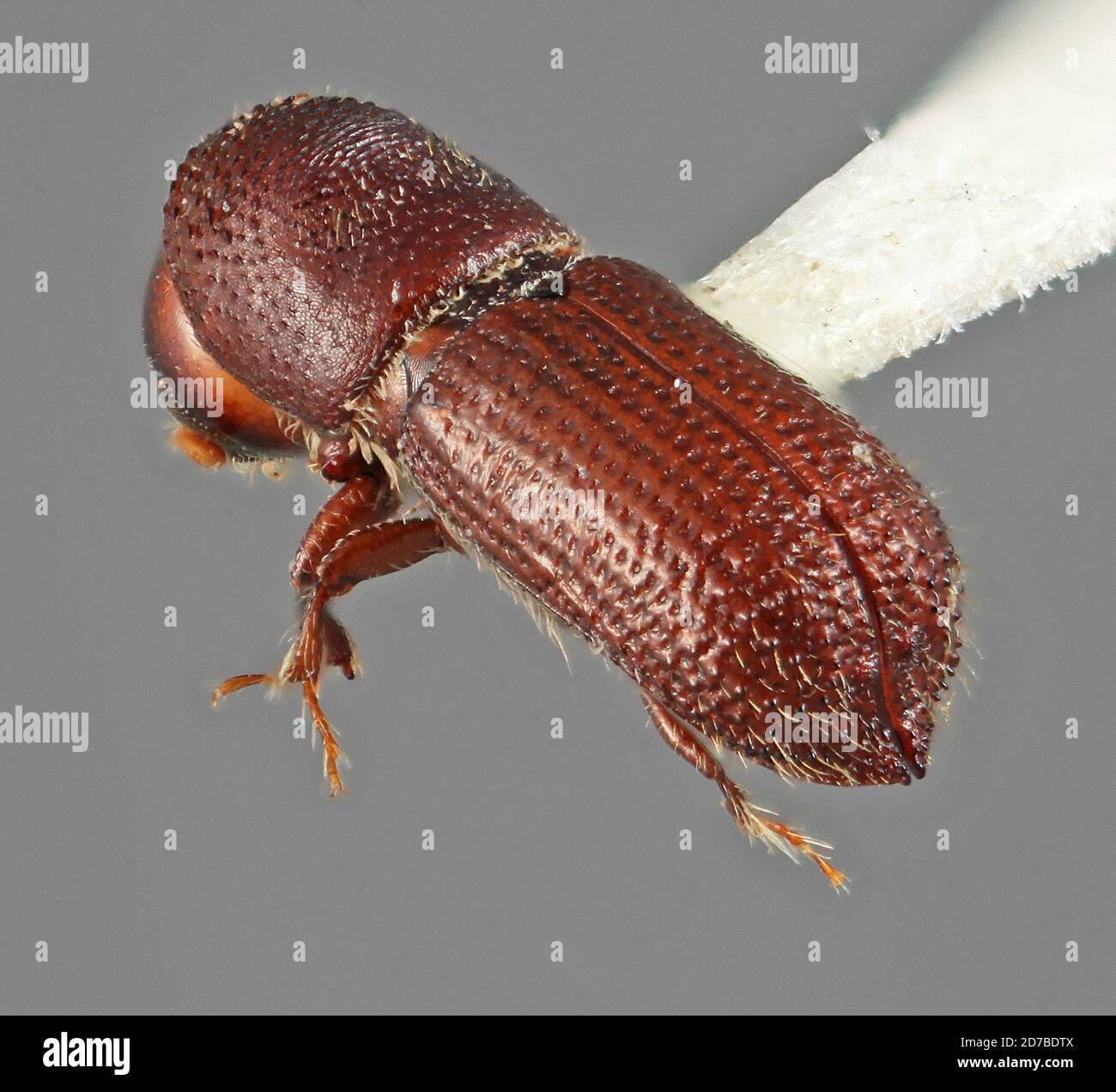 Pinned, Nicholson, Pearl River, Mississippi, United States, Hylocurus ...