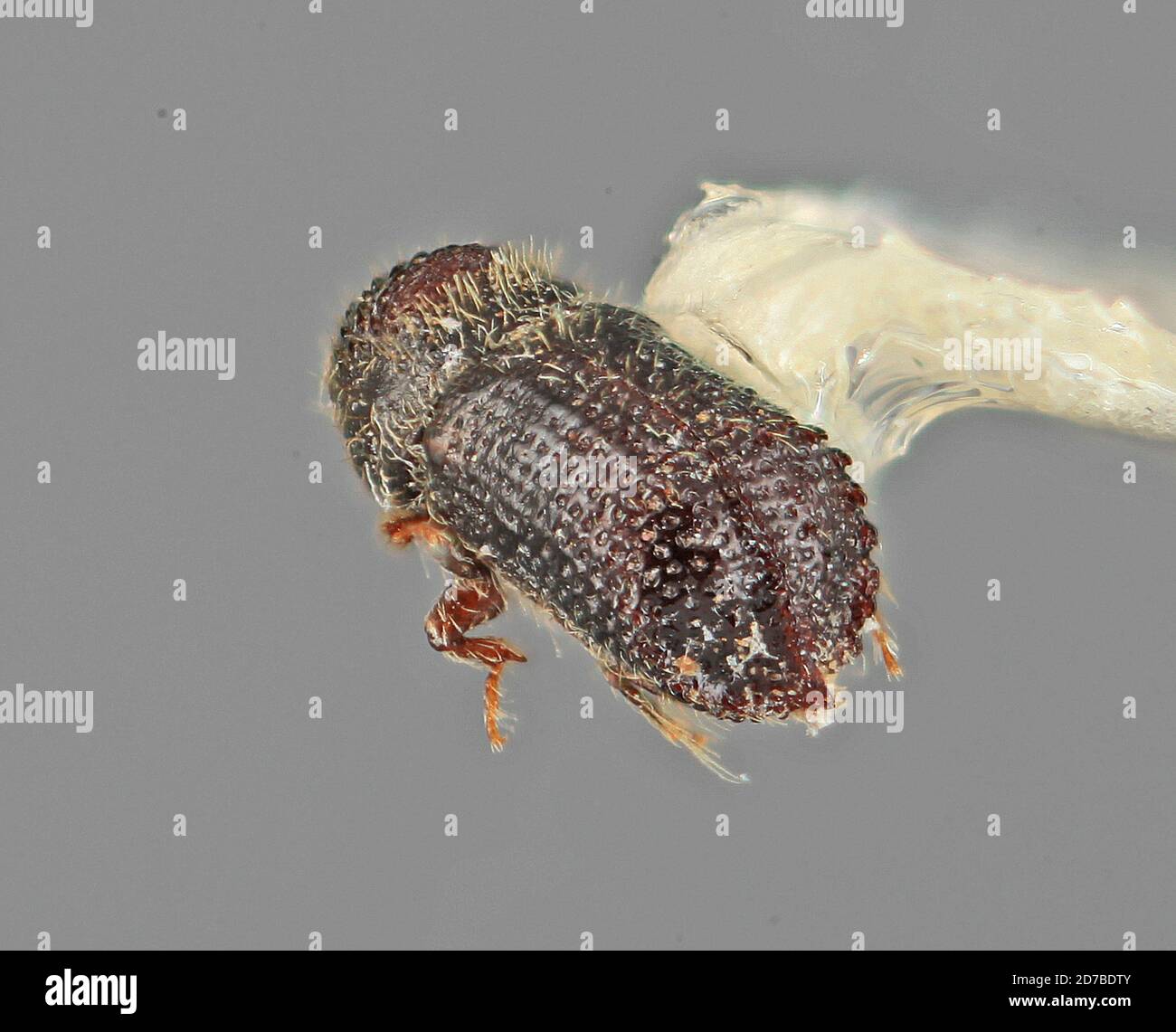 Pinned, Cerro Chipinque Monterrey N.L. Mex 30-I-80 1350msnm Col. T.H ...