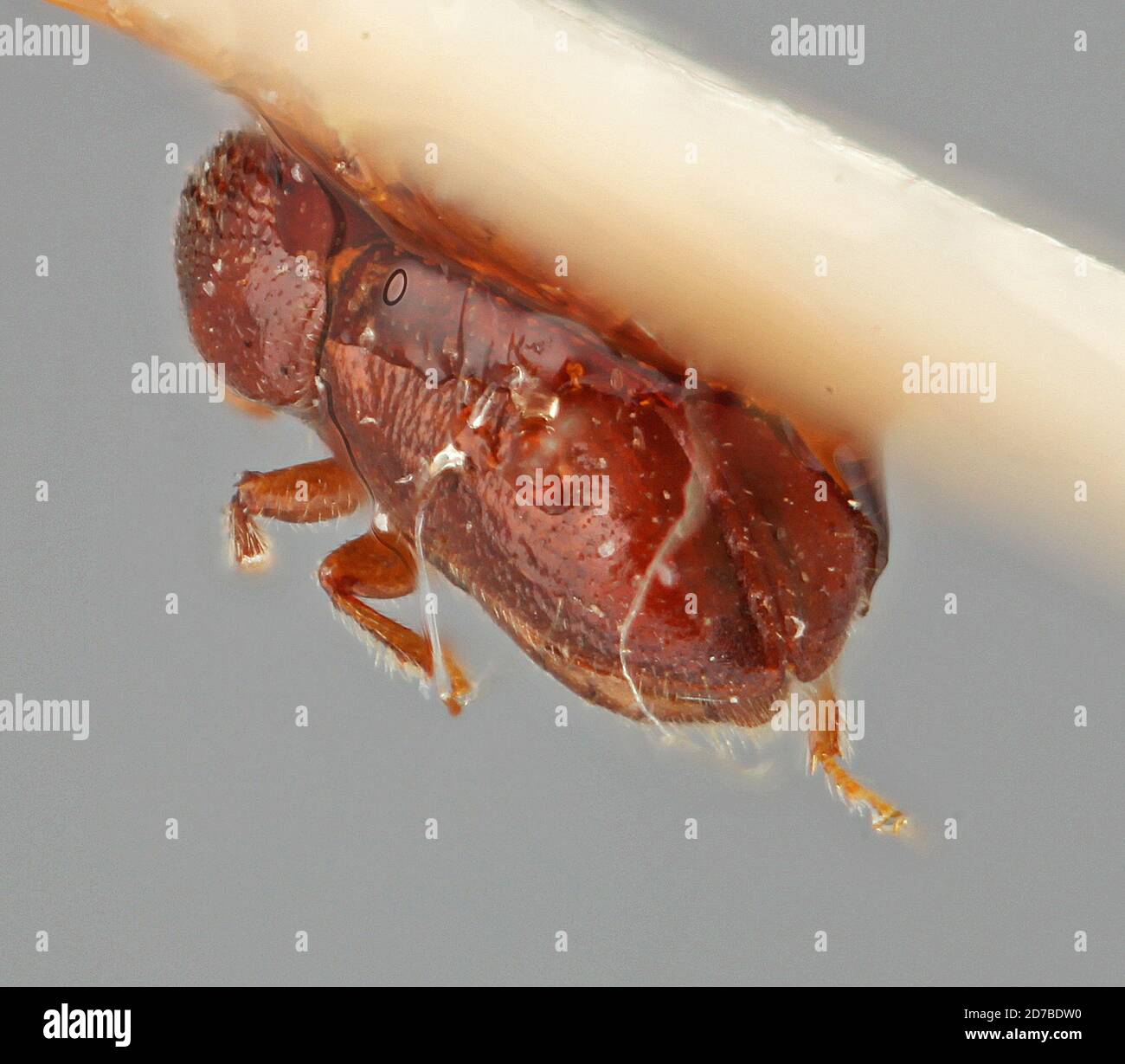 Pinned, Turtola, Finland, Pityophthorus fennicus Eggers, 1914, Animalia ...