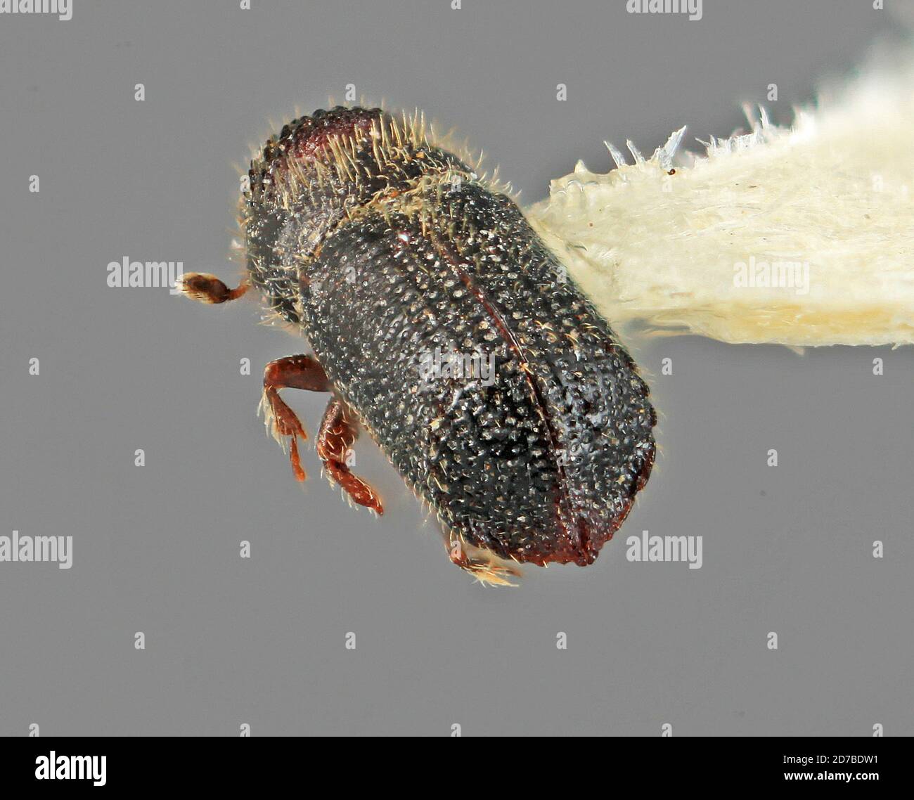 Pinned, Cerro Chipinque, Monterrey Nuevo, Colima, Mexico, Phloeocleptus ...