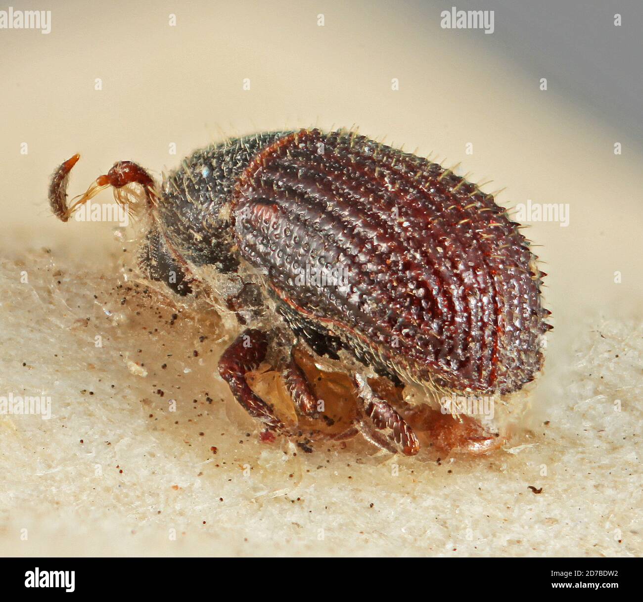 Female, Bolivia, Cochabamba, Bolivia, Phloeotribus asperulus Eggers ...