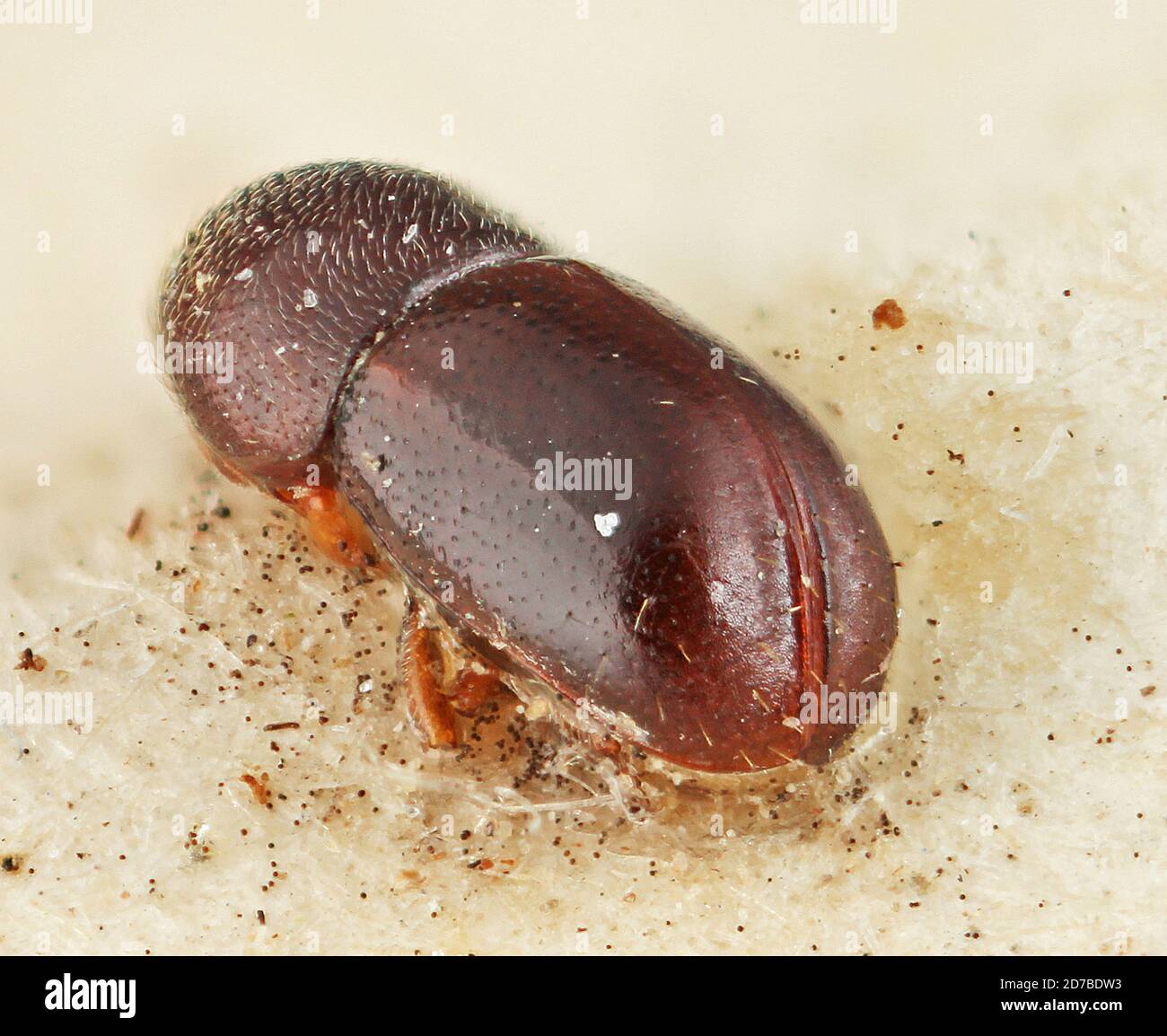 Pinned, Bolivia, Cochabamba, Bolivia, Corthylus pusillus Eggers, 1943 ...