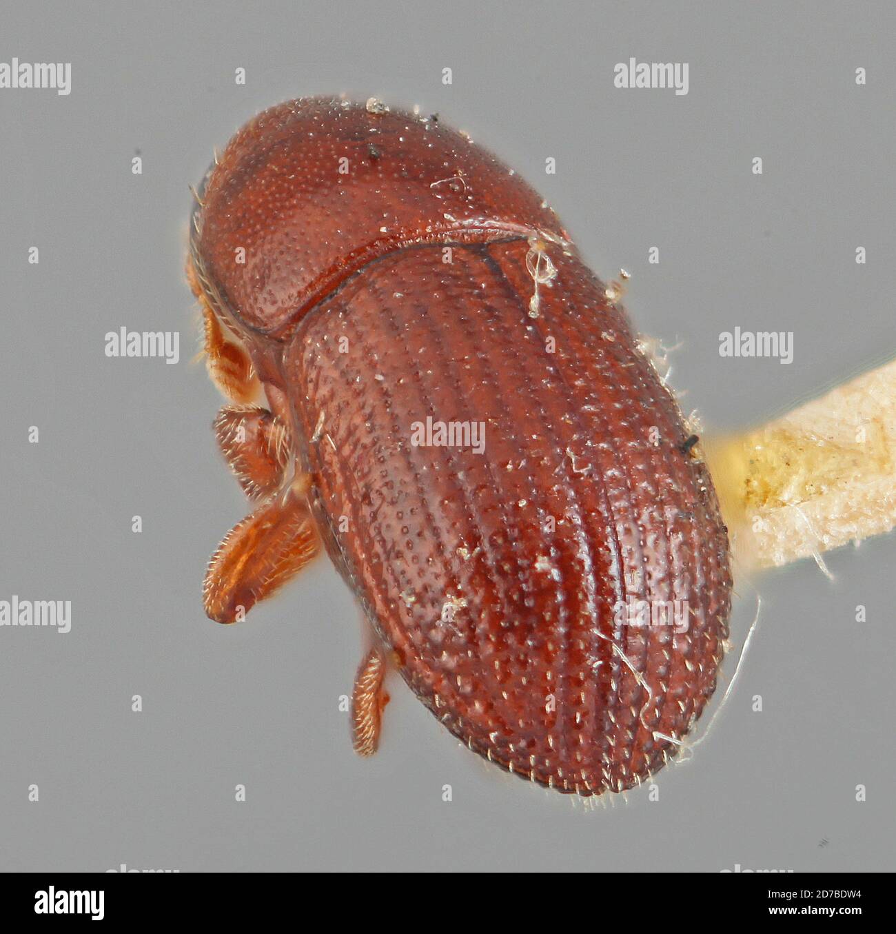 Pinned, Key West, Monroe, Florida, United States, Loganius ficus ...