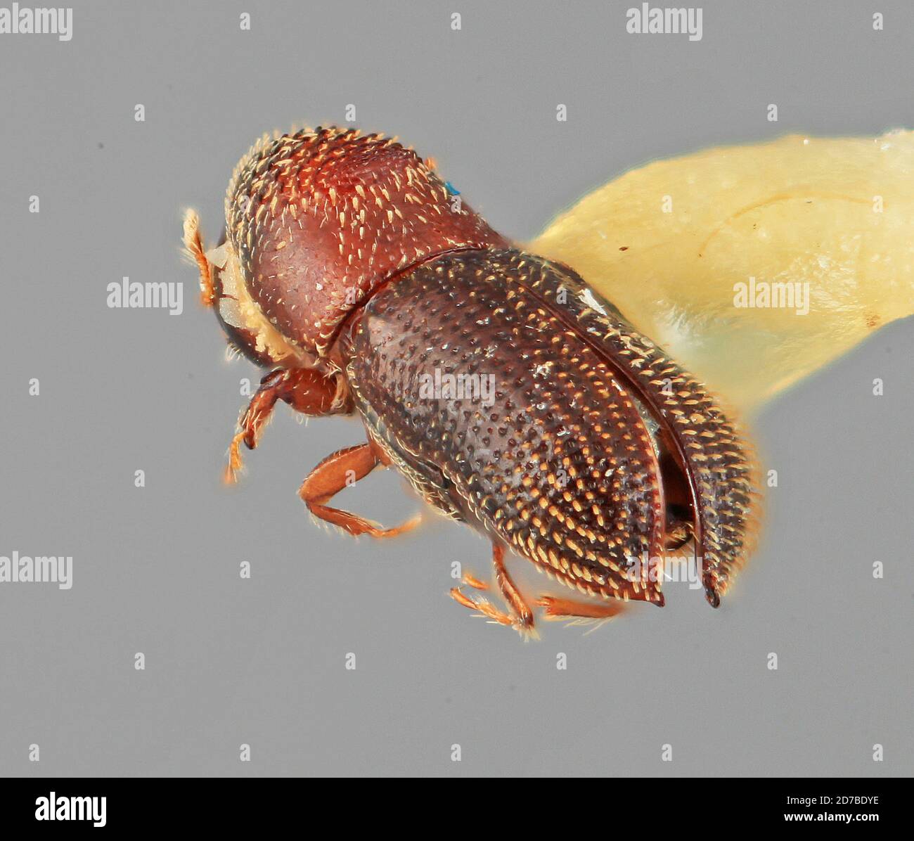 Pinned, Santa Rosa National Park, Guanacaste, Costa Rica, Phloeocleptus ...