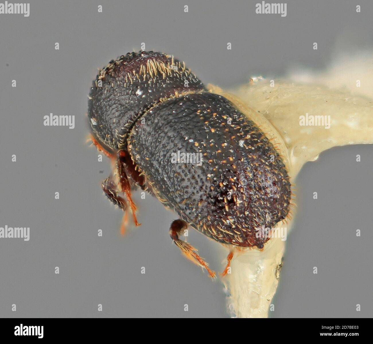 Pinned, Est. de Biologia Chamela Edo. De Jalisco S-817 10-X-82 100m Col ...