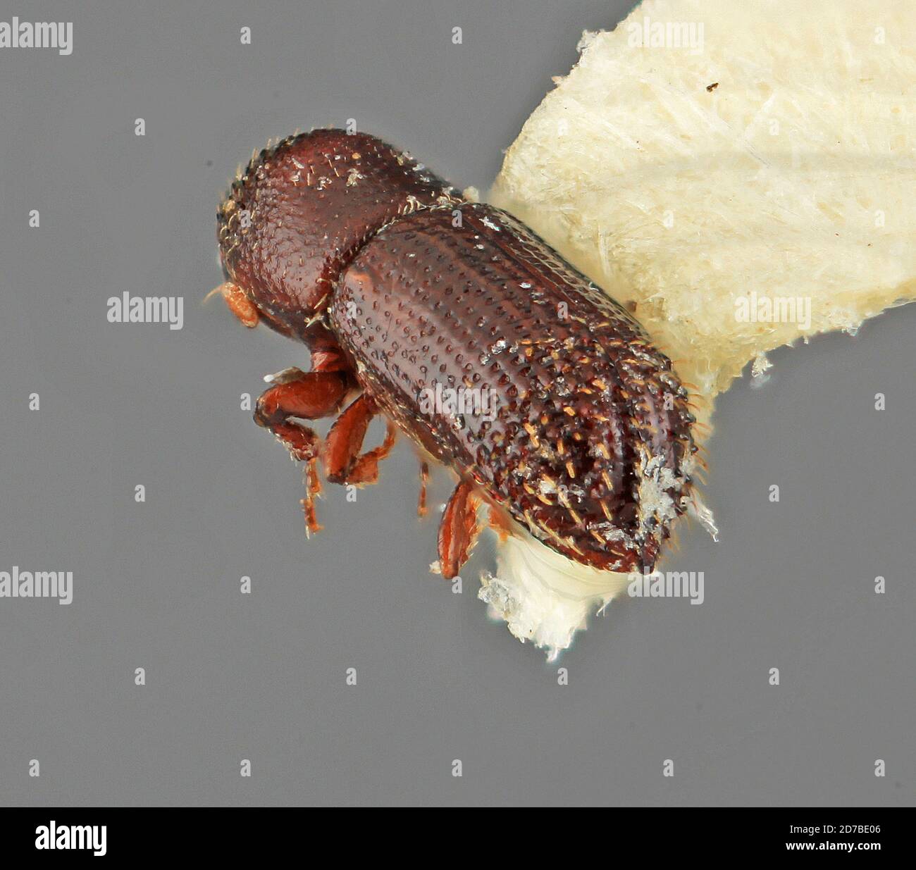 Pinned, El Castillo Ver 18-VII-83, Veracruz, Mexico, Hylocurus ...