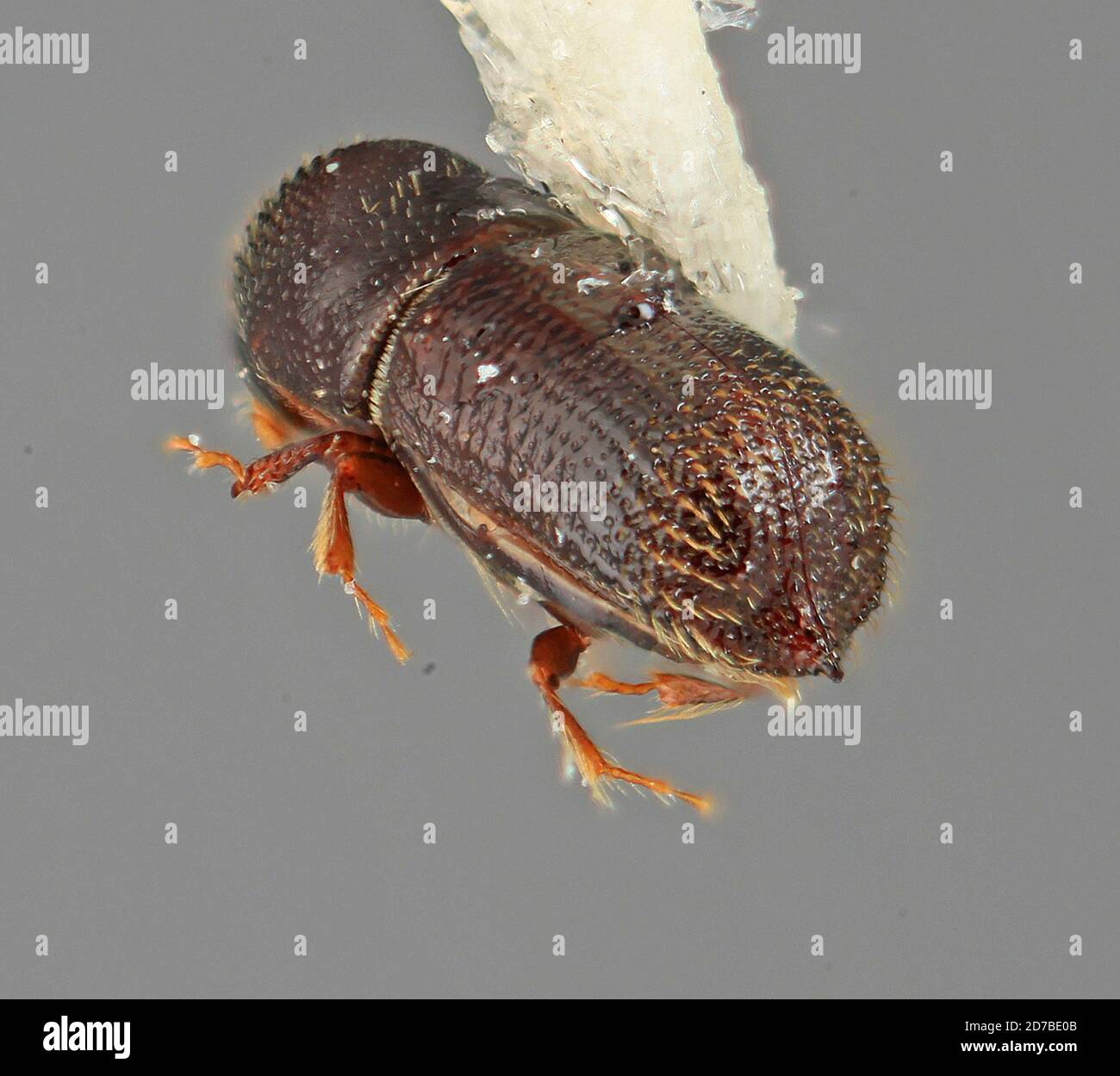 Pinned, 'Alto Bonito' Caicedonia (V.) 30-IV-1959, Valle del Cauca ...