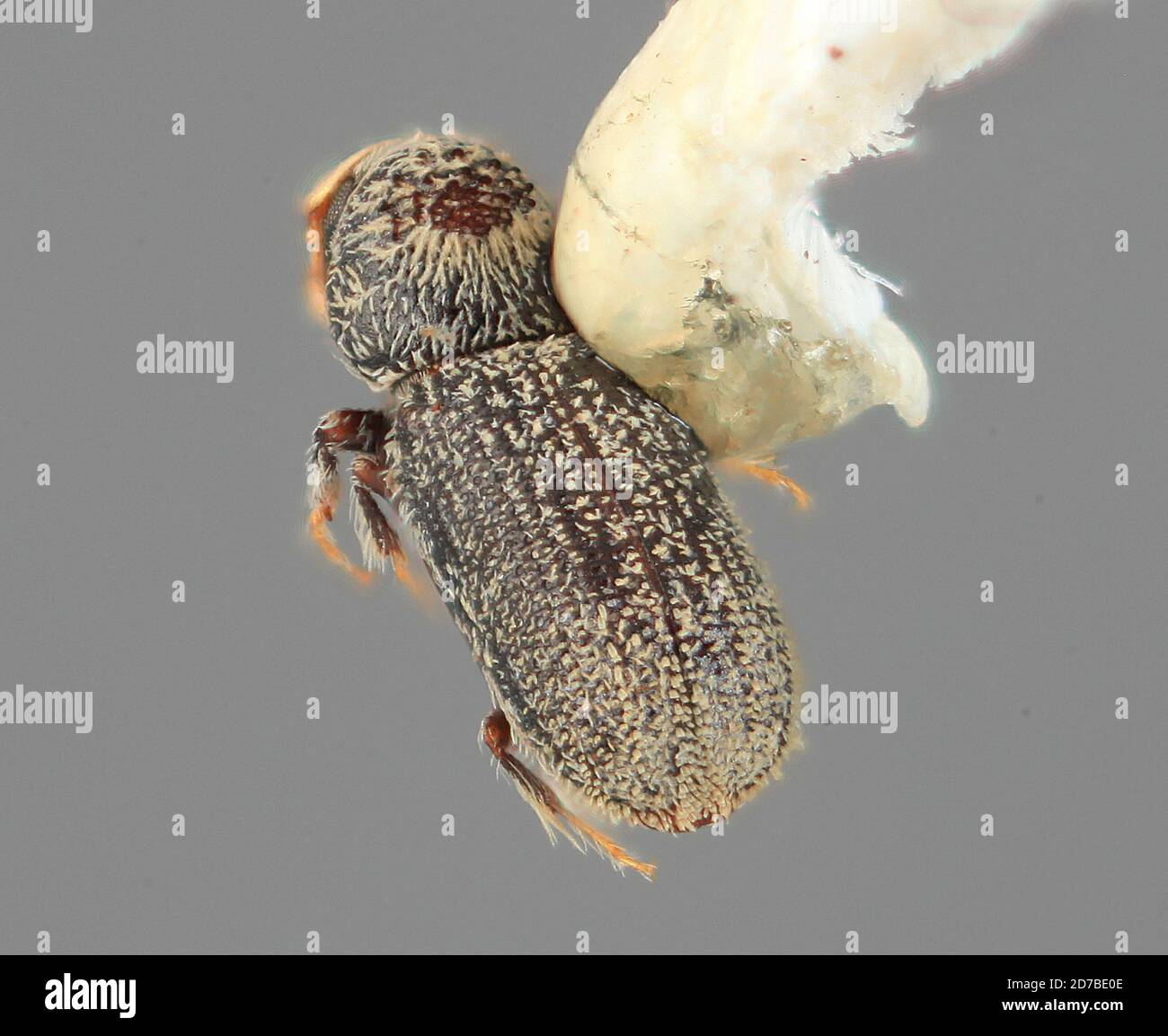 Securus hi-res stock photography and images - Alamy