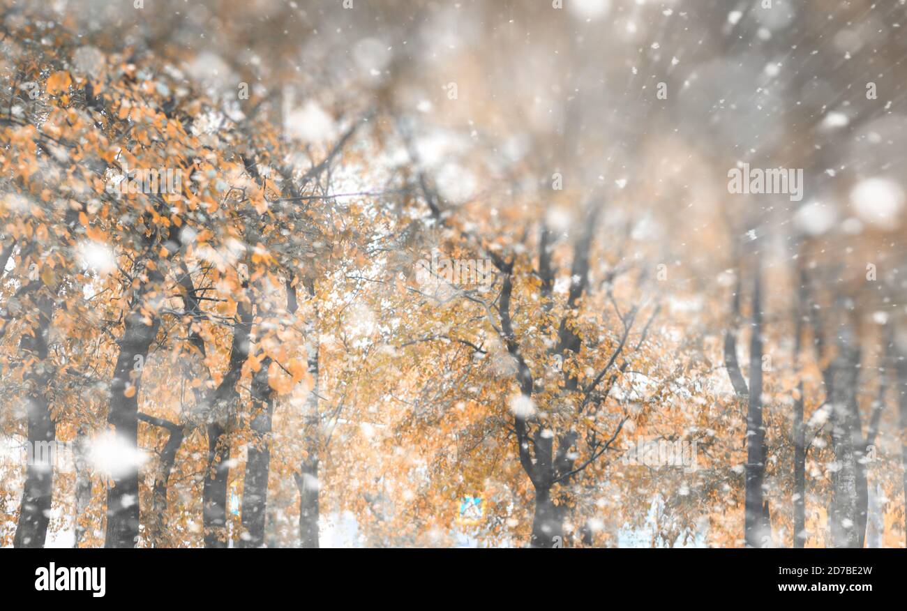 Background autumn park in the first snow Stock Photo - Alamy