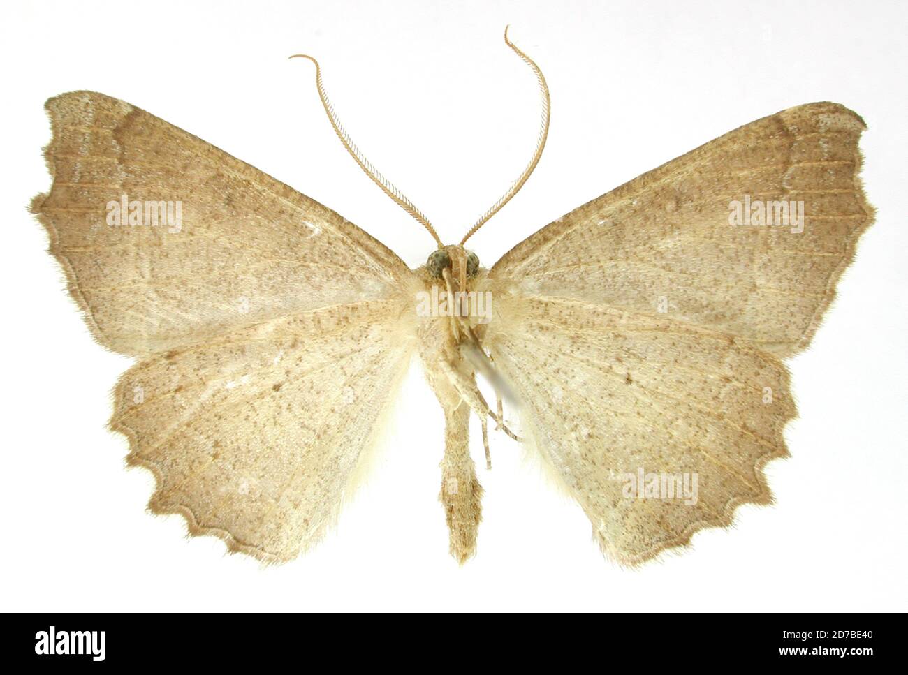 Pinned, Jalapa, Mexico, Mexico, Selenia albilinearia Schaus, 1901 ...