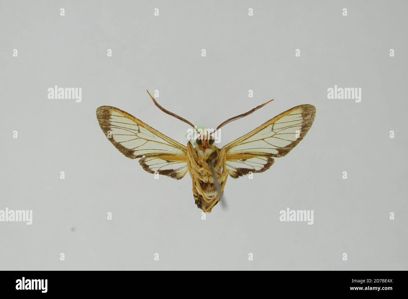 Sarosa albraamea schaus hi-res stock photography and images - Alamy