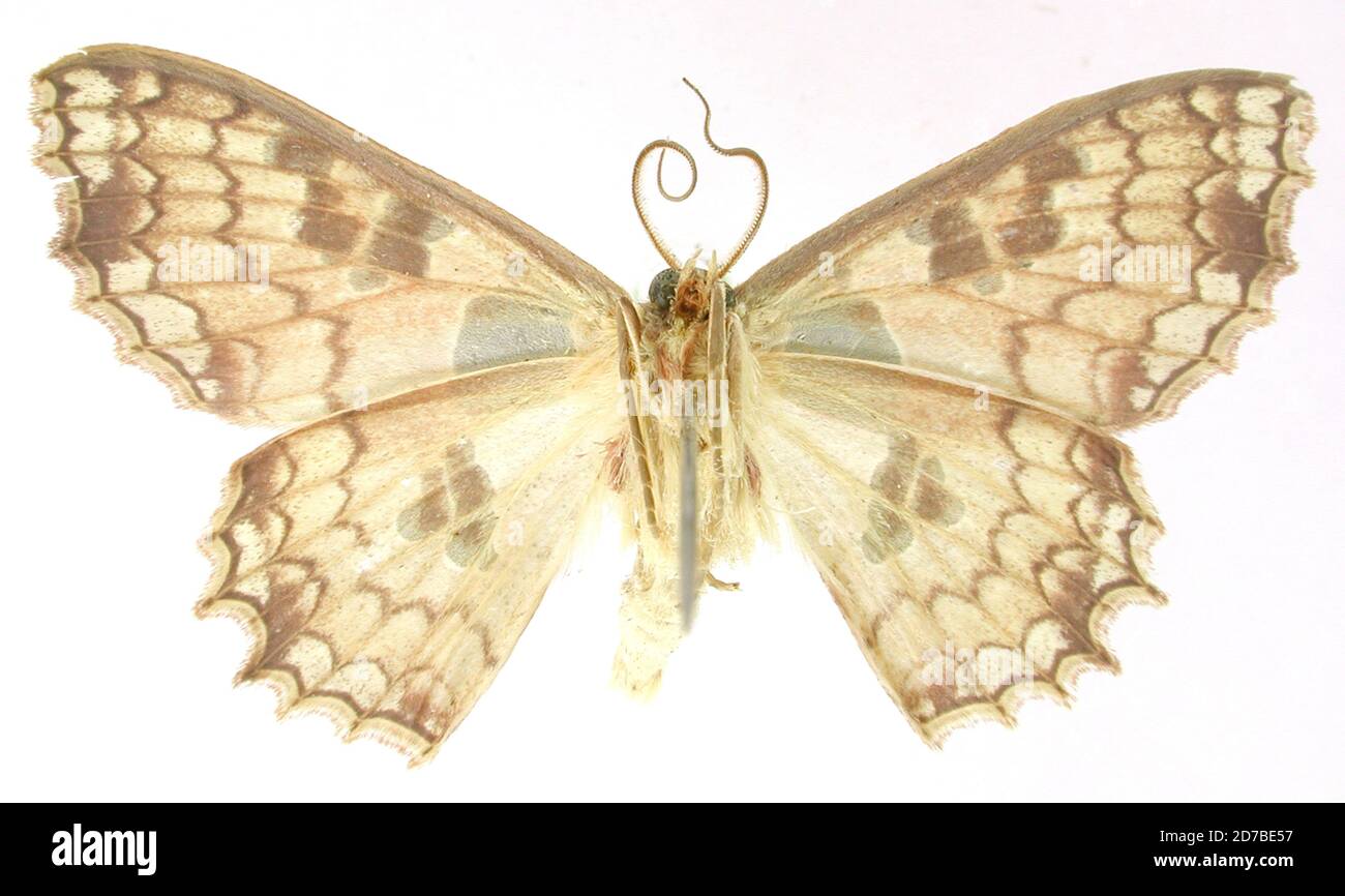 Pinned, Juan Vinas, Costa Rica, Trygodes amphion Schaus, 1912, Animalia ...