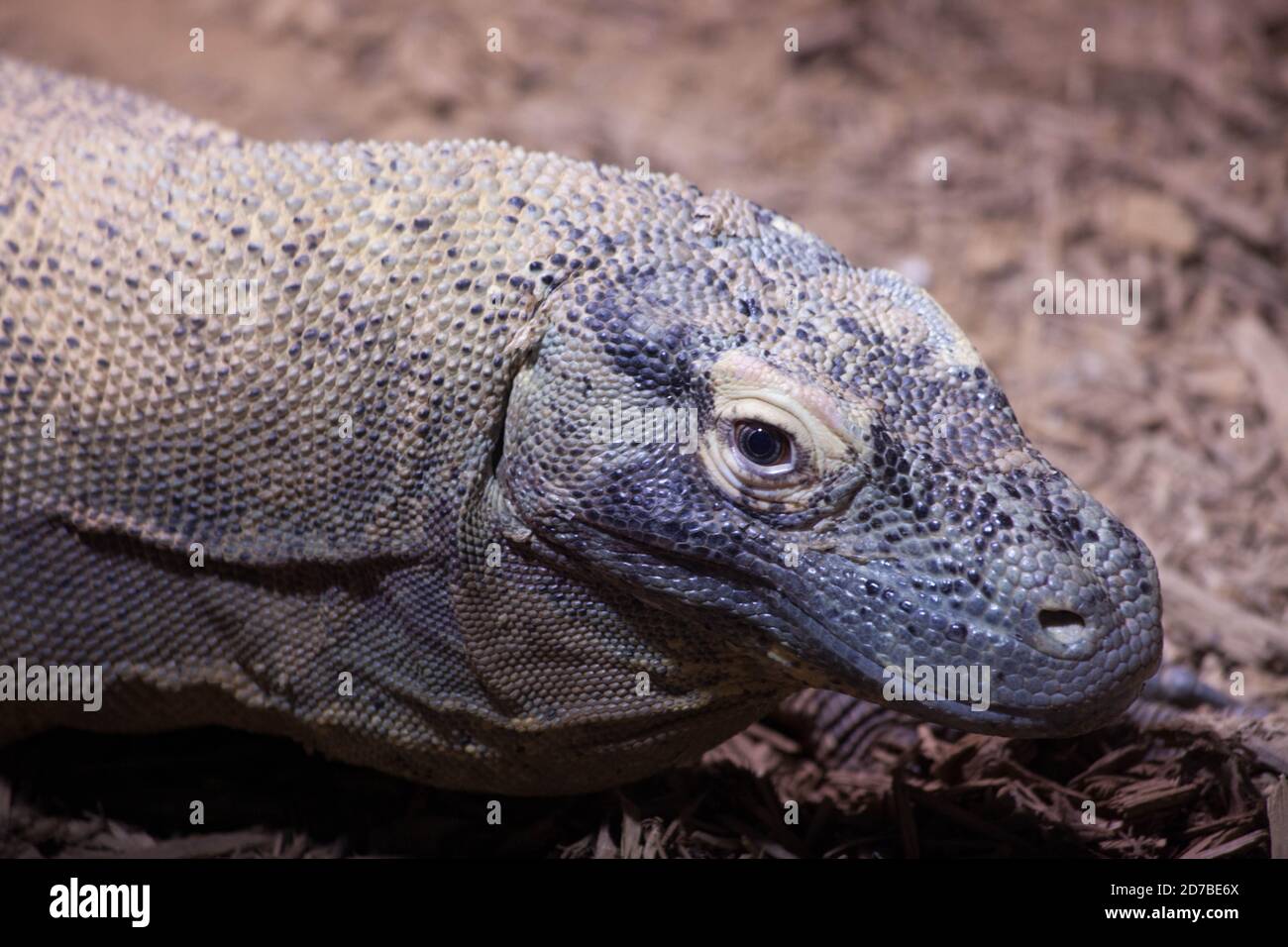 Giant Lizard on the ground Stock Photo - Alamy
