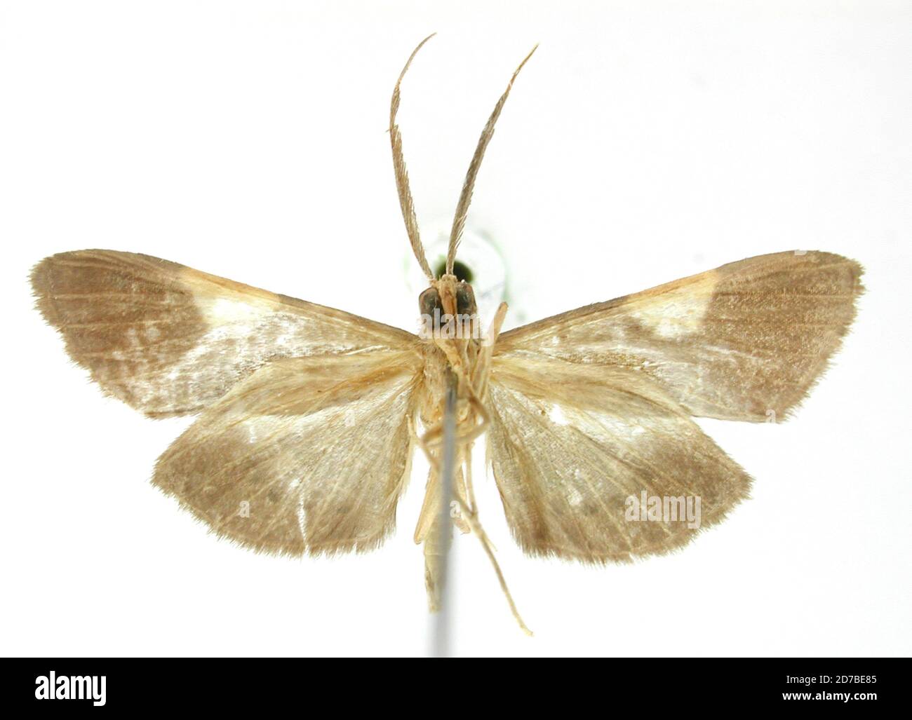 Pinned, Cabima, Panama, Aplogompha angusta Dyar, 1914, Animalia ...