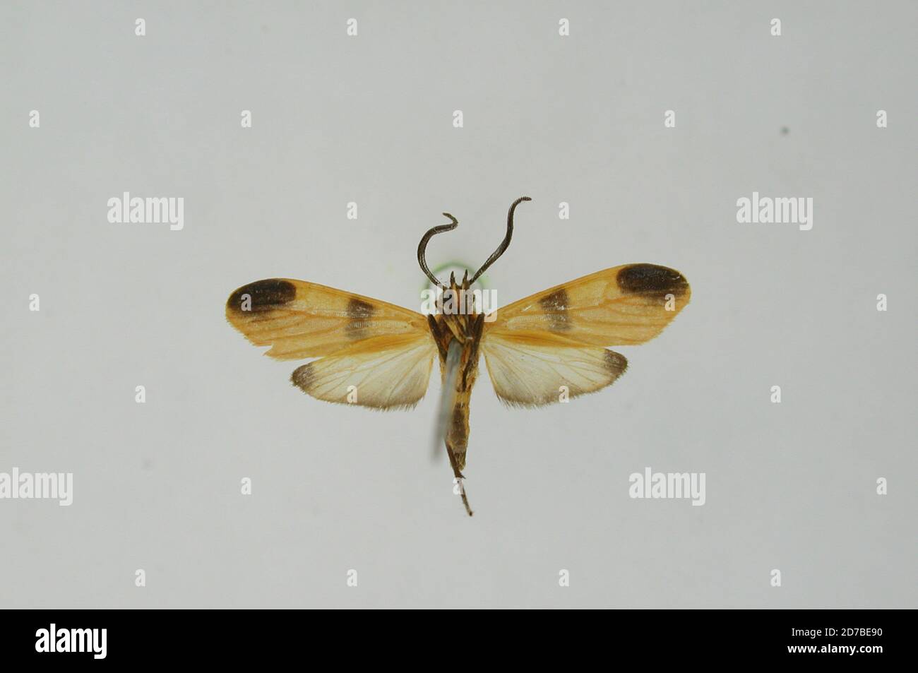 Pinned, Baracoa, Santiago de Cuba, Cuba, Correbidia apicalis Schaus ...