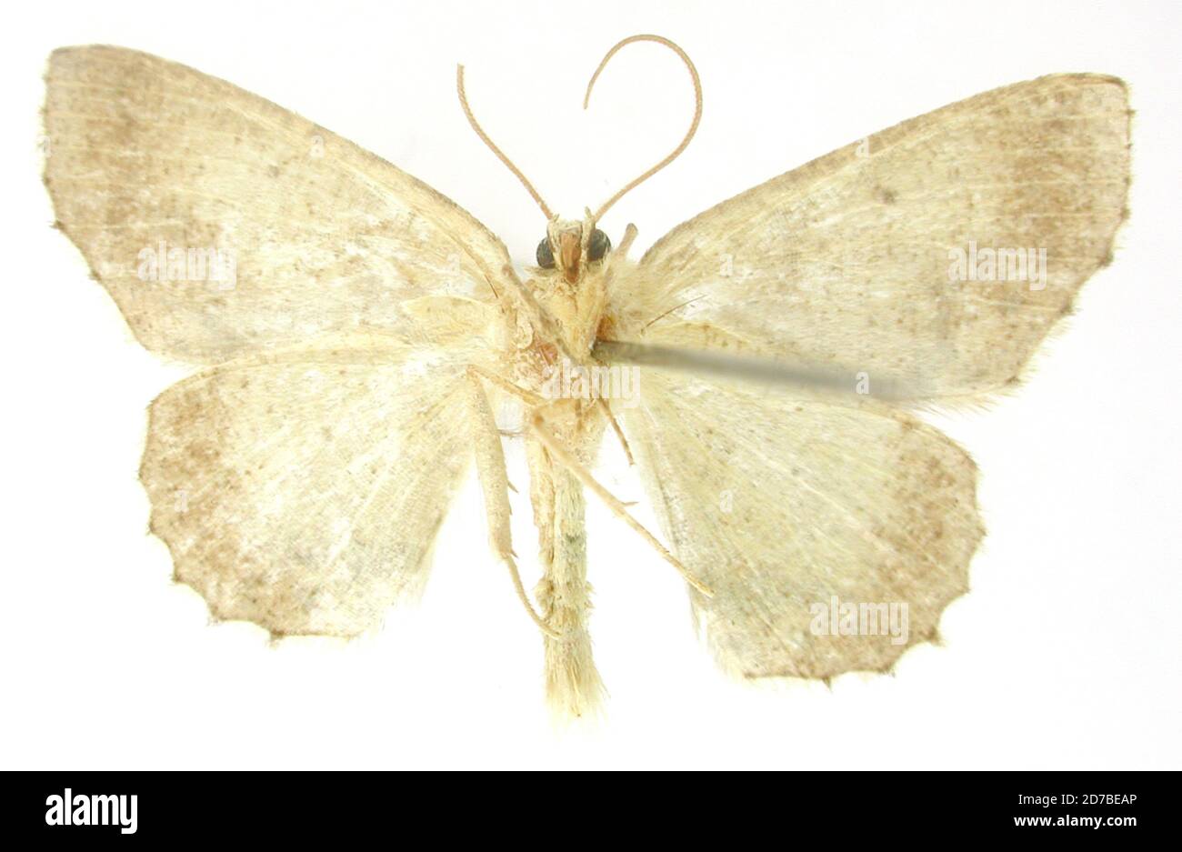 Pinned, Aroa, Venezuela, Venezuela, Spilocraspida aroaria Schaus, 1901 ...