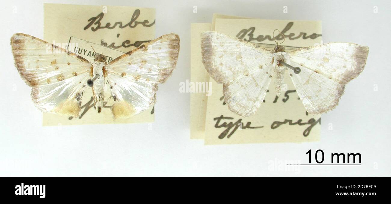 Berberodes auroconcha thierry mieg hi-res stock photography and images ...