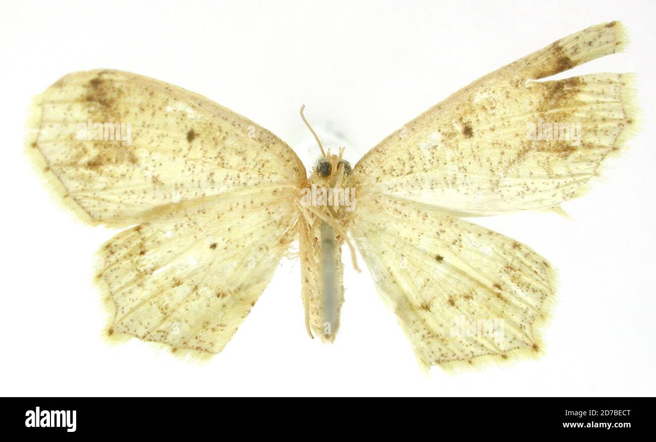 Microsema attenuata dognin hi-res stock photography and images - Alamy