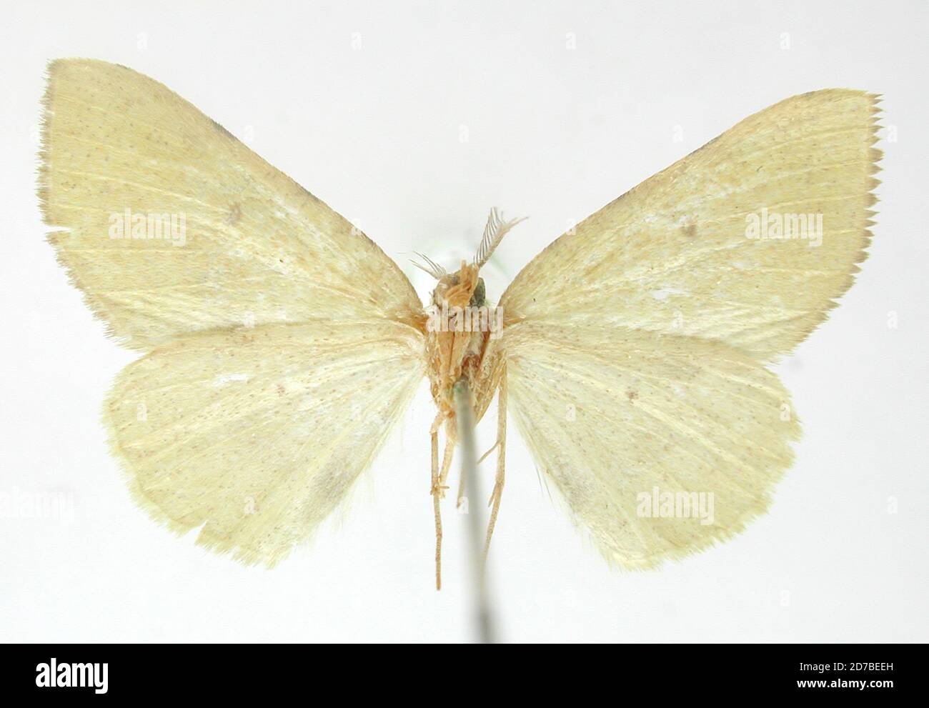 Pinned, Oaxaca, Mexico, Mexico, Numia axanaria Schaus, 1901, Animalia ...